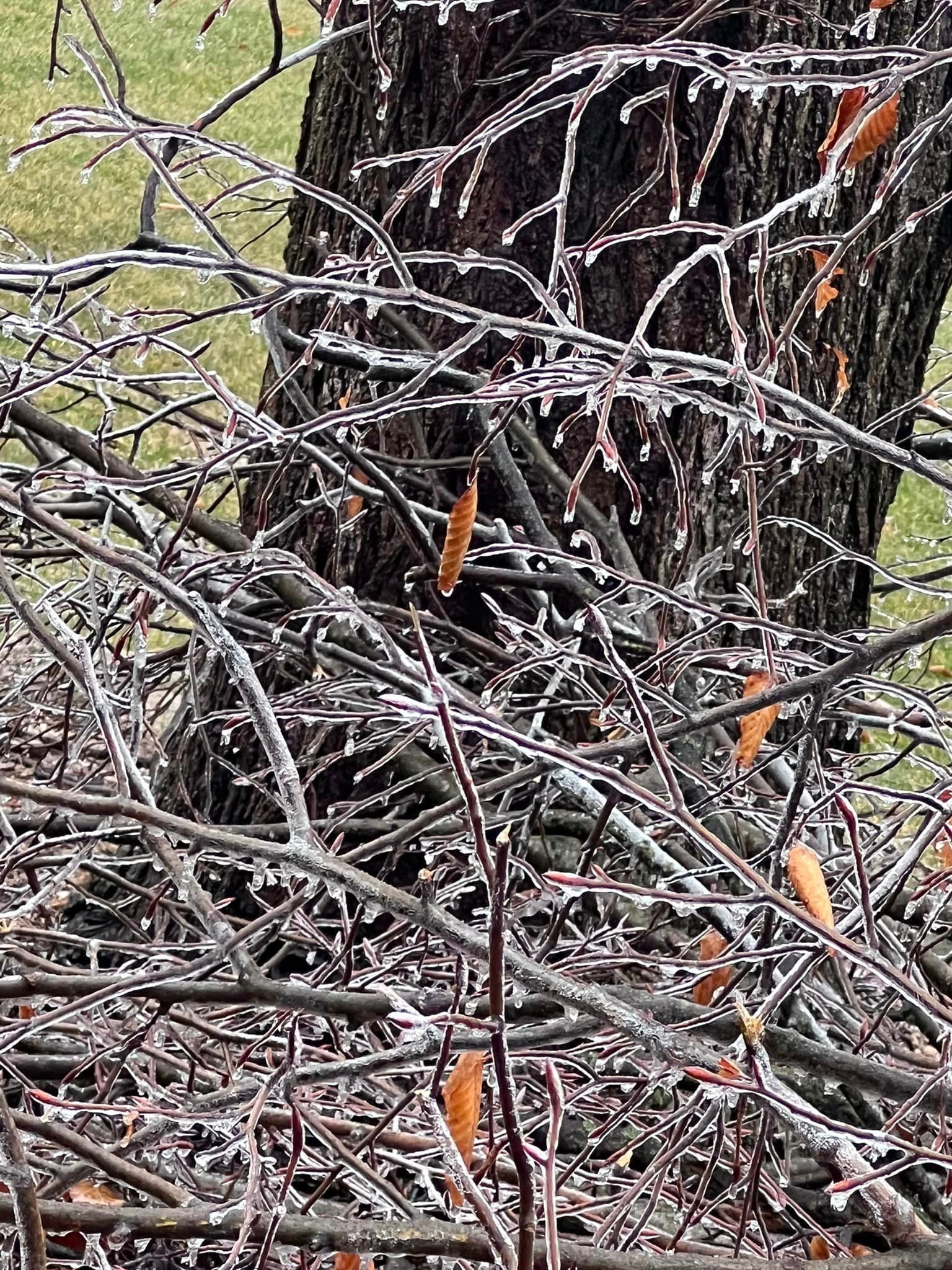 Gallery - Recent Projects | Andrew Tree Service