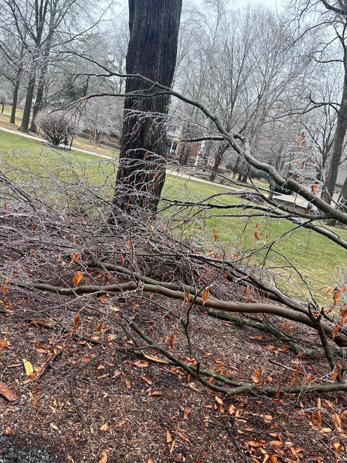 Gallery - Recent Projects | Andrew Tree Service