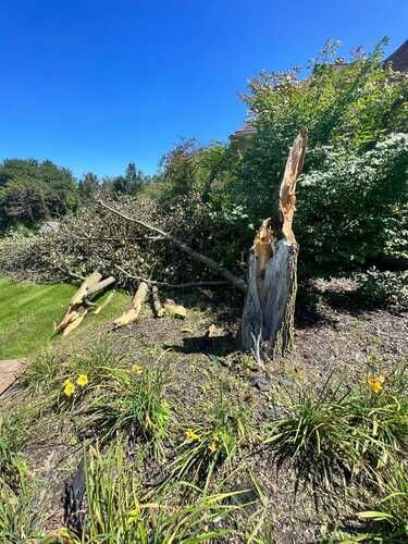 Gallery - Recent Projects | Andrew Tree Service