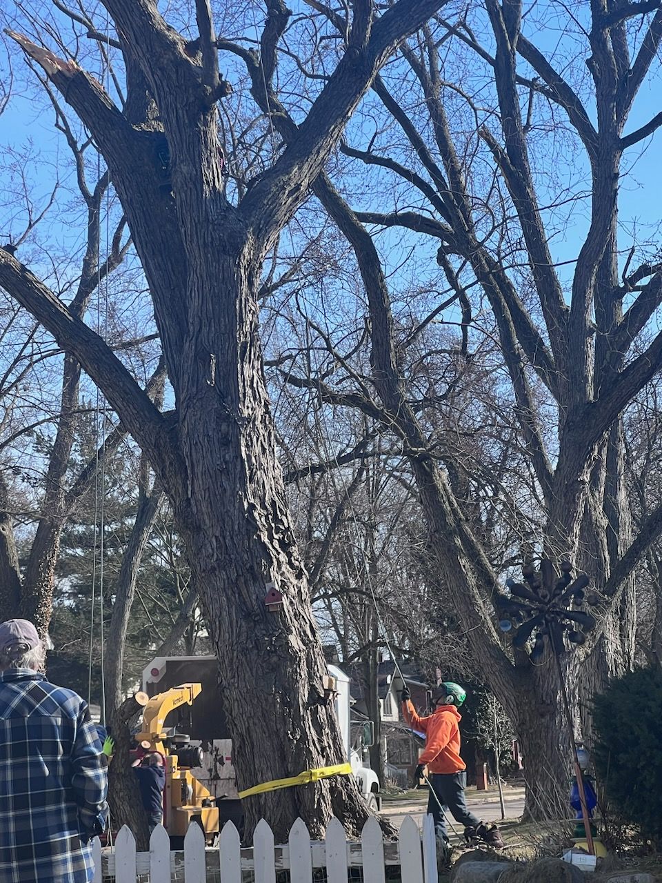 Gallery - Recent Projects | Andrew Tree Service