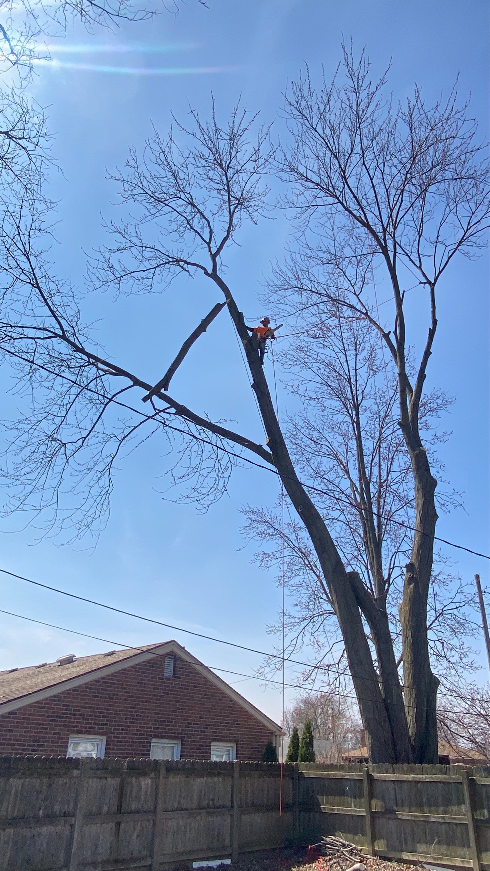 Gallery - Recent Projects | Andrew Tree Service