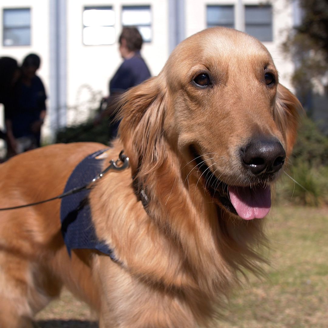 Therapy dog spreads positivity for patients living with cancer