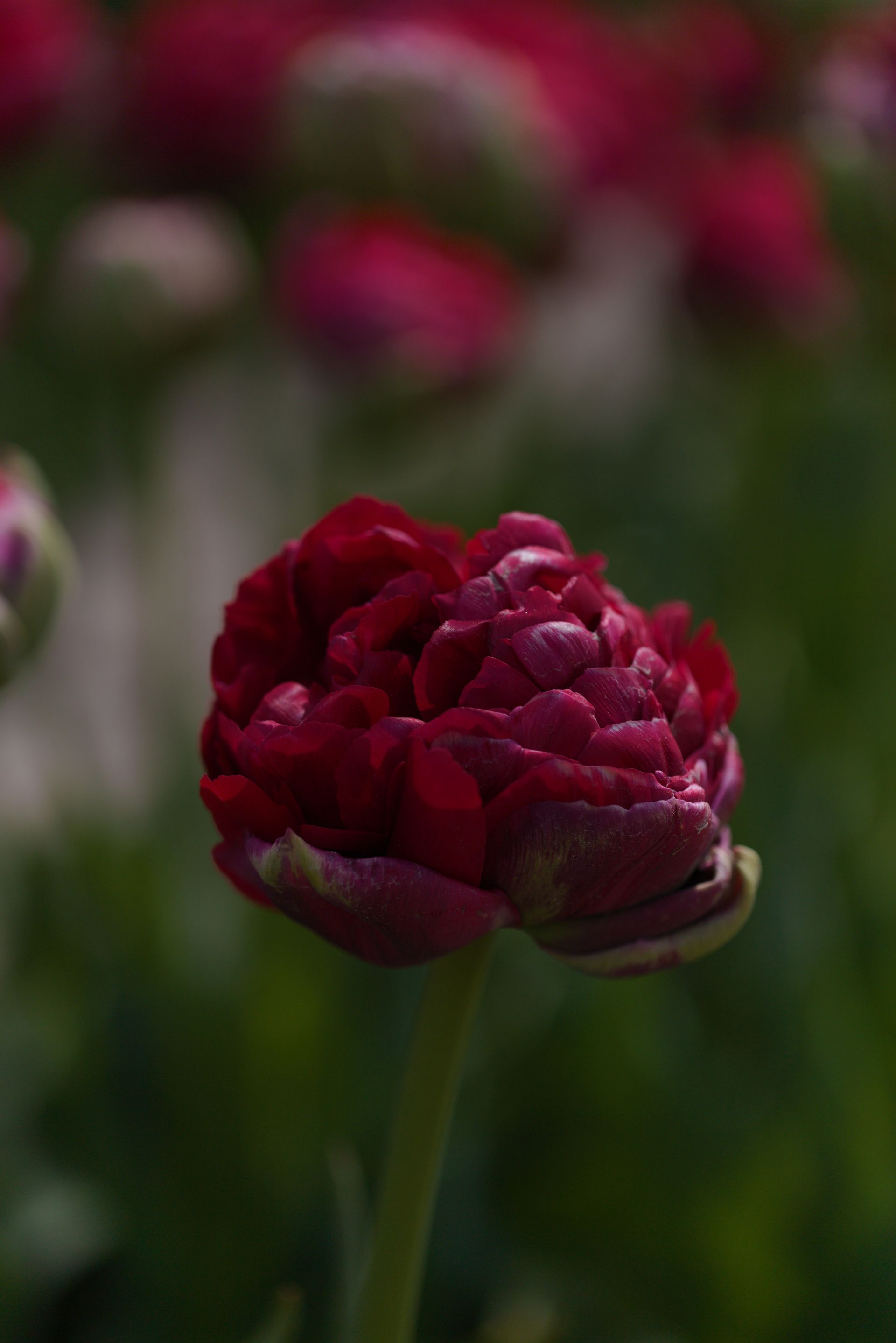 Kolk Tulpen | Uw bedrijf een eigen tulp