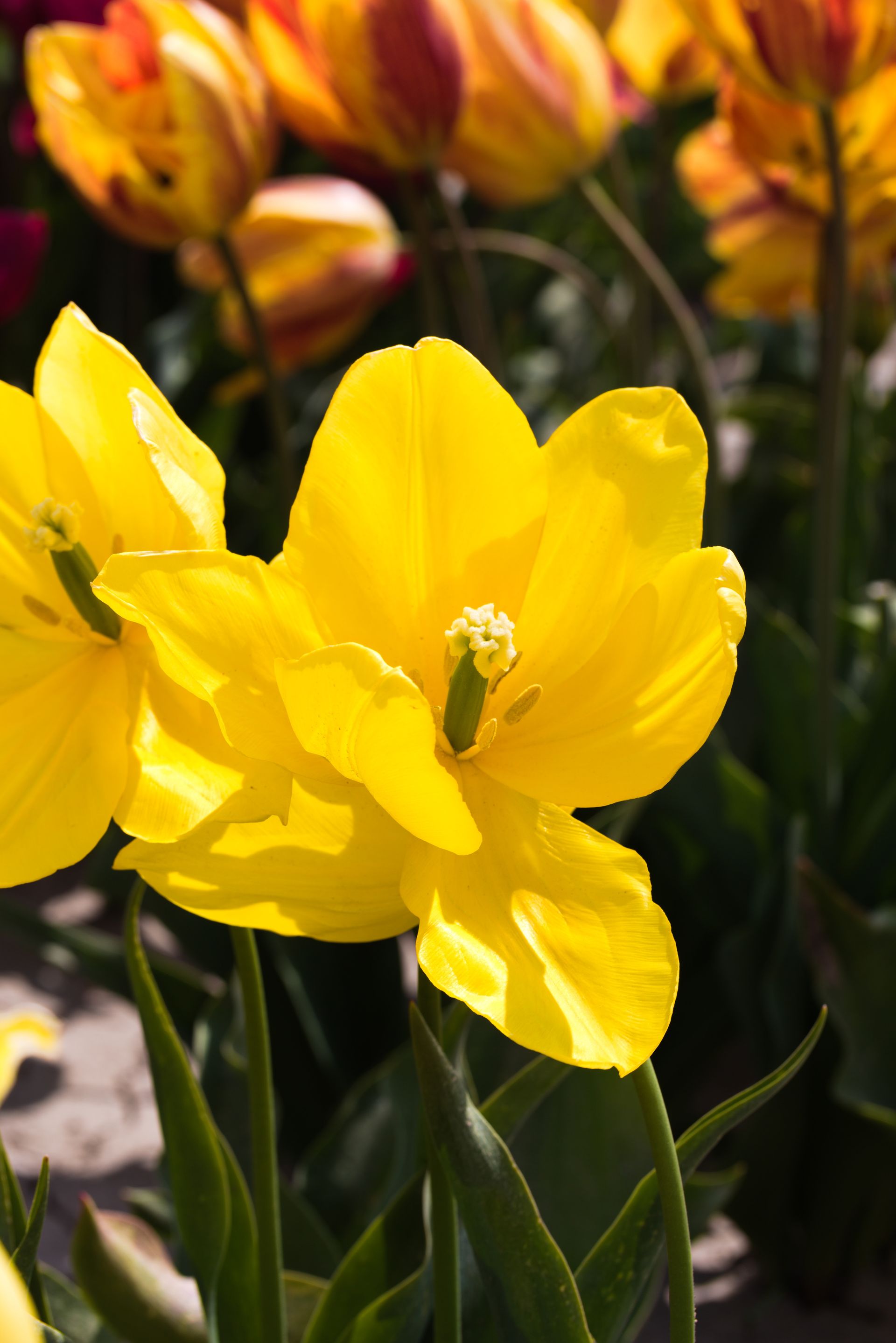 Kolk Tulpen | Uw bedrijf een eigen tulp