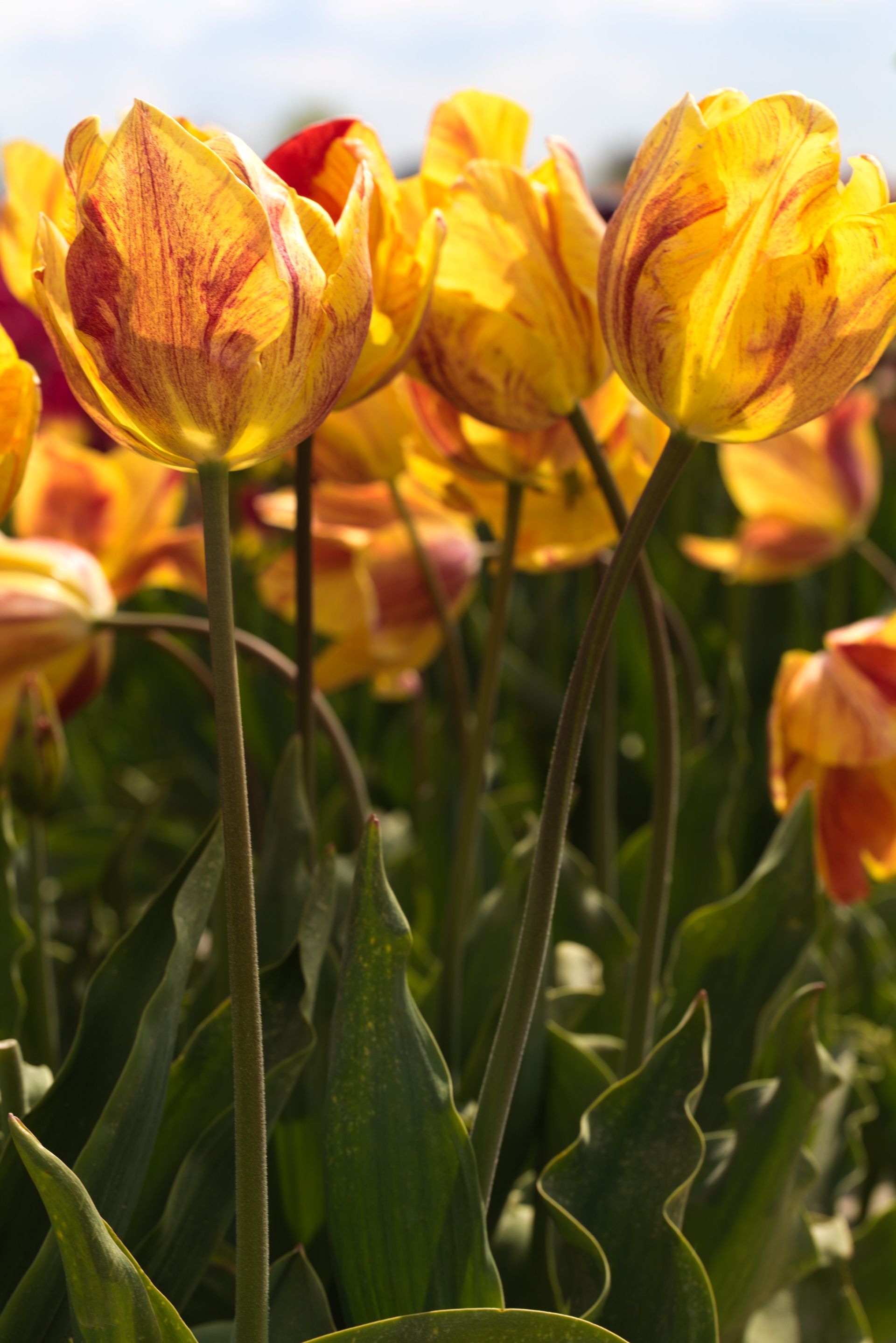 Kolk Tulpen | Uw bedrijf een eigen tulp