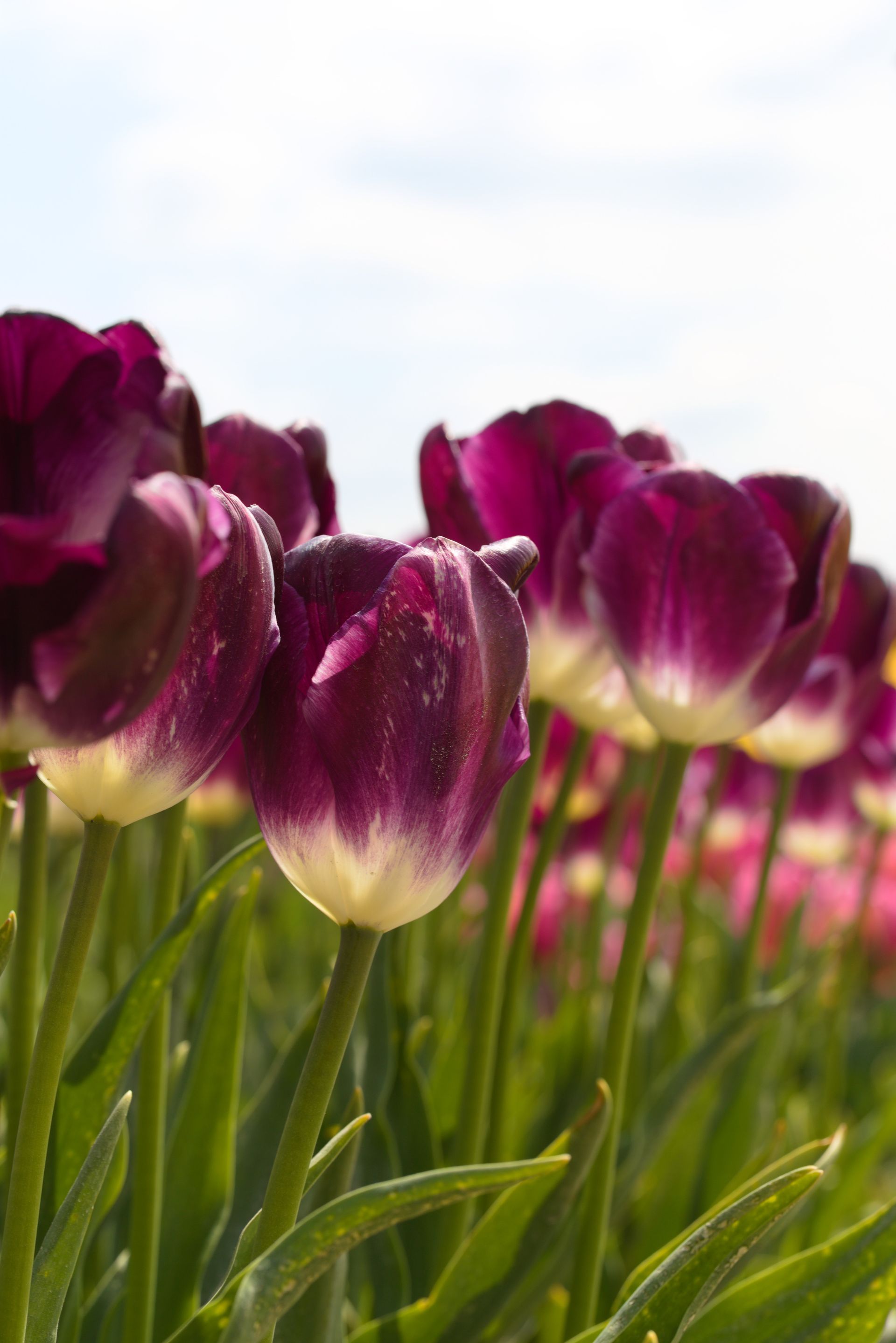 Kolk Tulpen | Uw bedrijf een eigen tulp