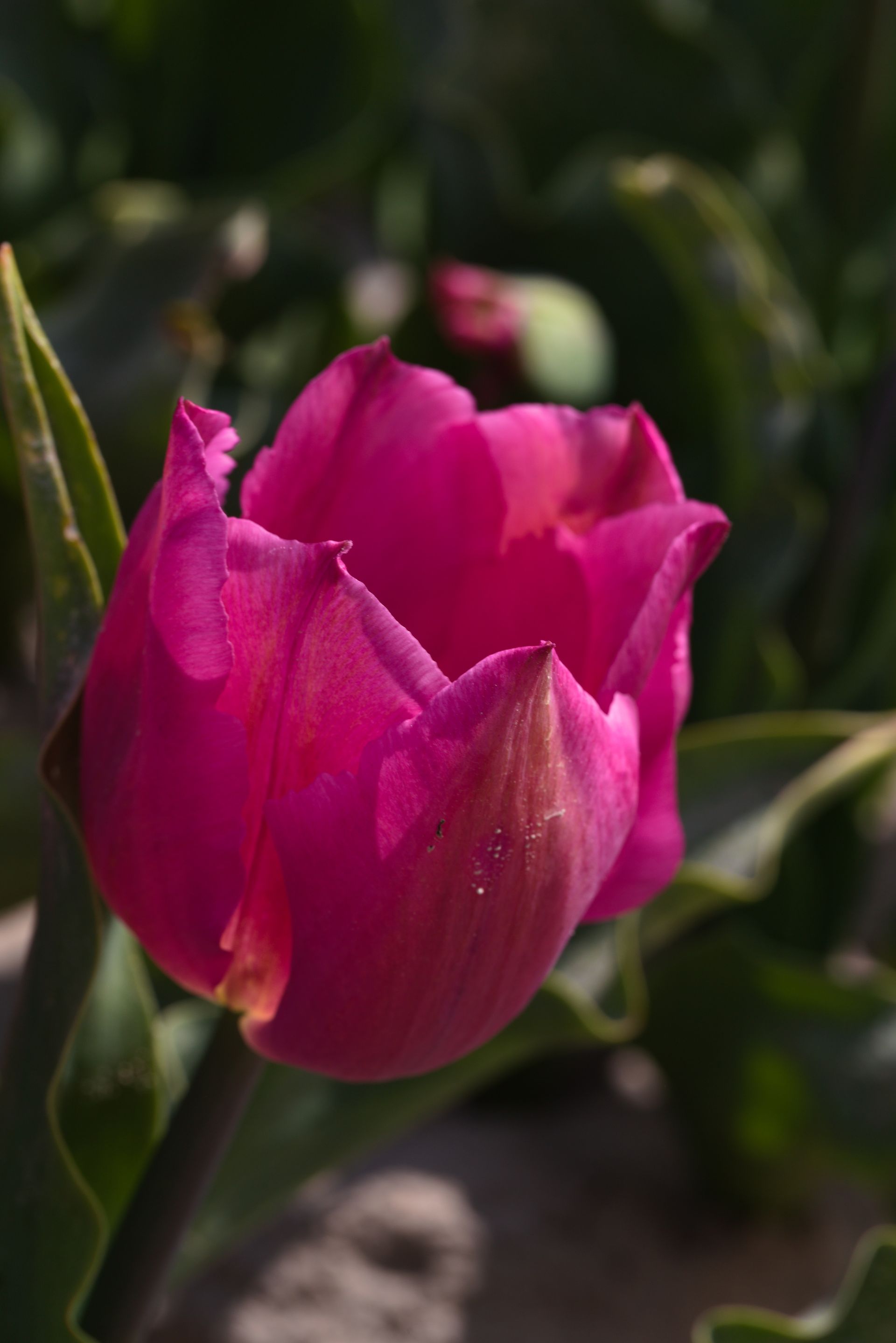 Kolk Tulpen | Uw bedrijf een eigen tulp