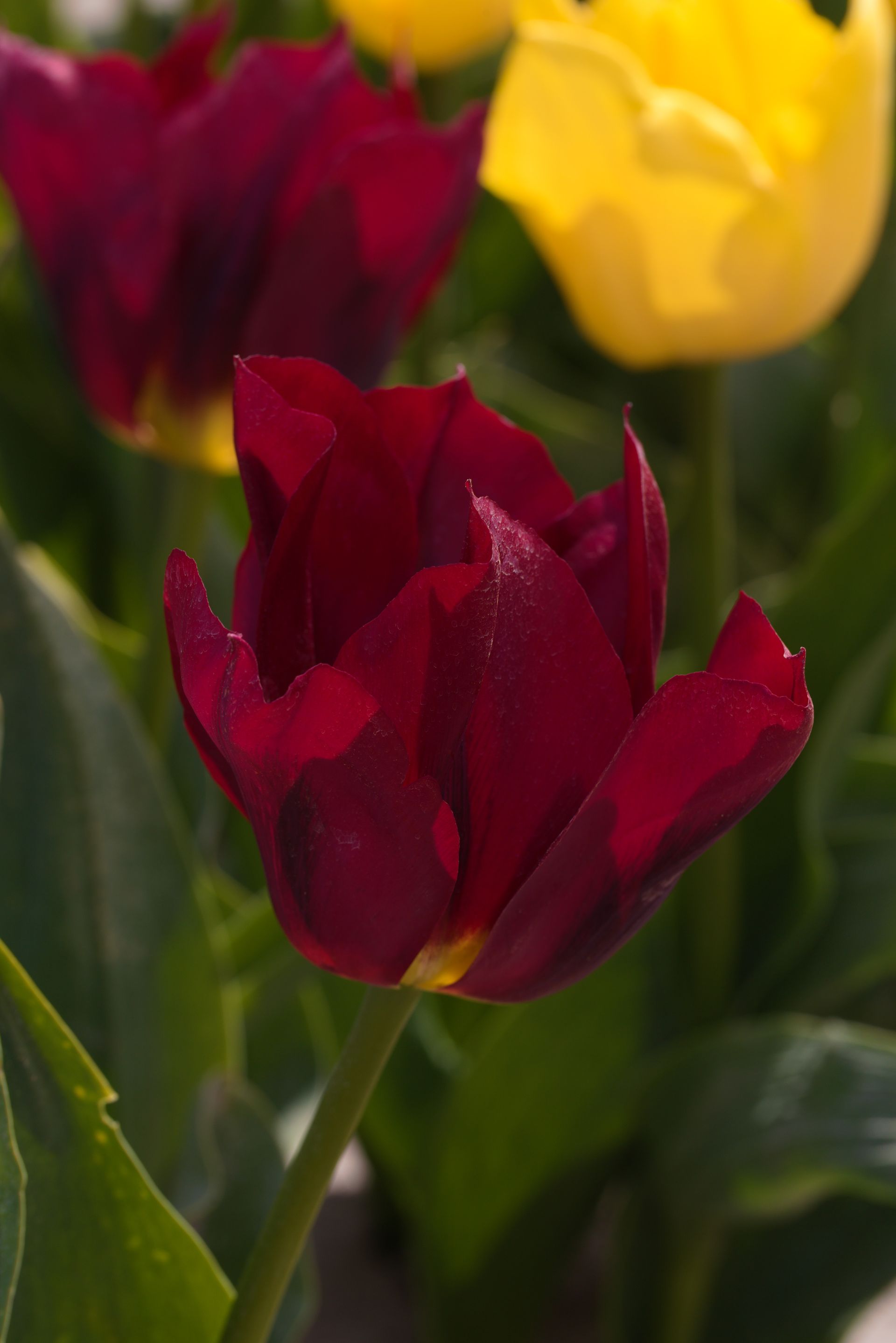 Kolk Tulpen | Uw bedrijf een eigen tulp