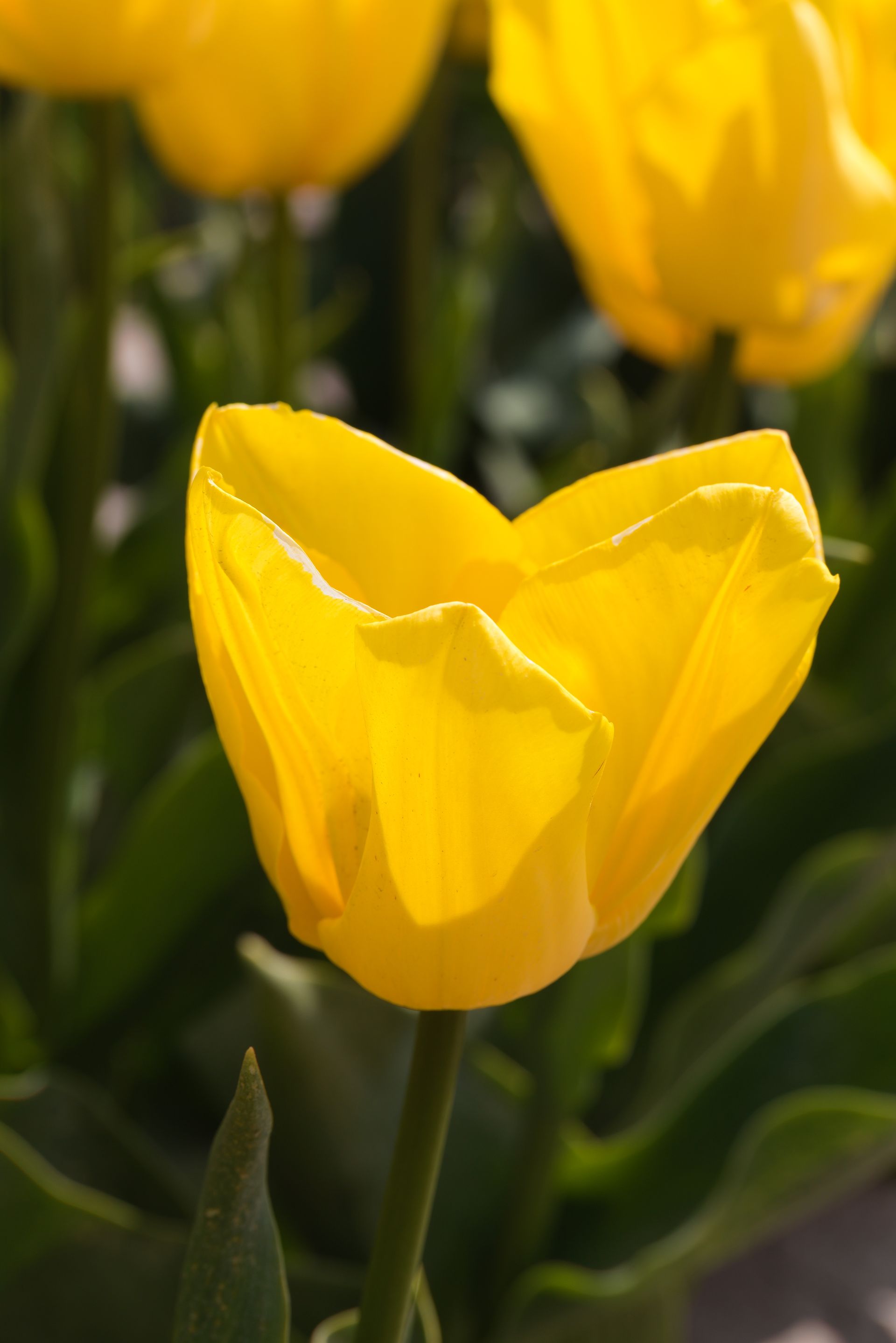 Kolk Tulpen | Uw bedrijf een eigen tulp