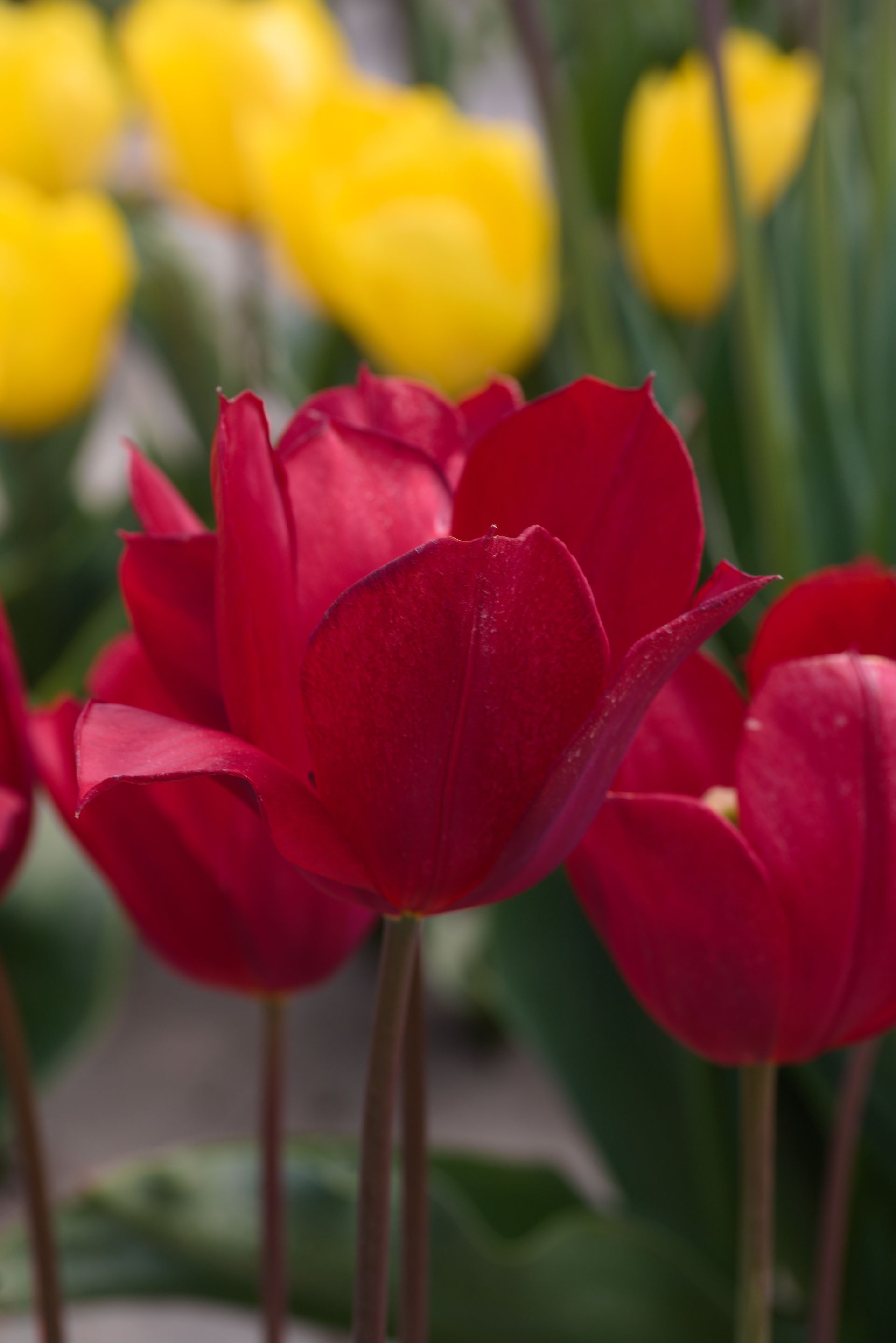 Kolk Tulpen | Uw bedrijf een eigen tulp
