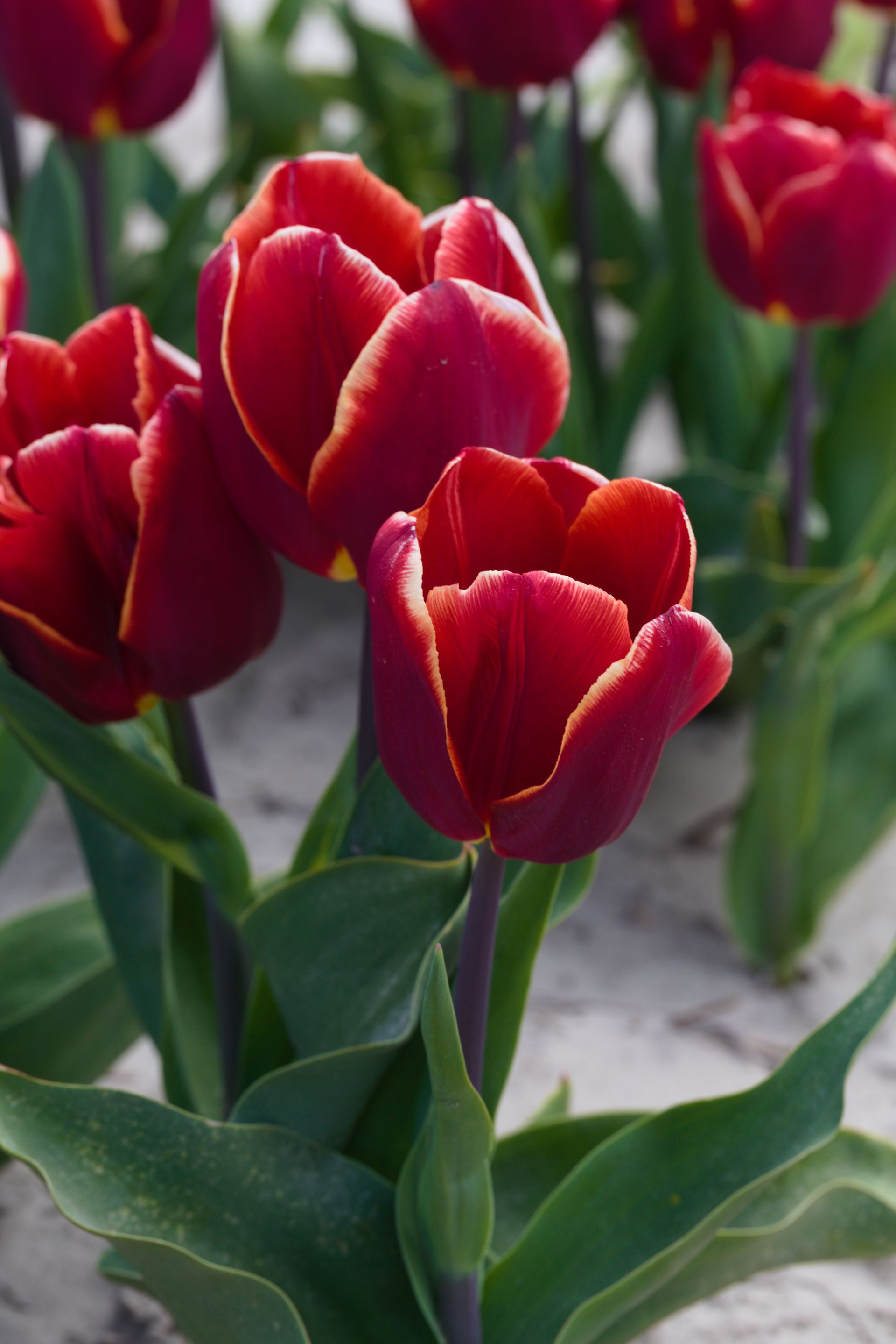 Kolk Tulpen | Uw bedrijf een eigen tulp