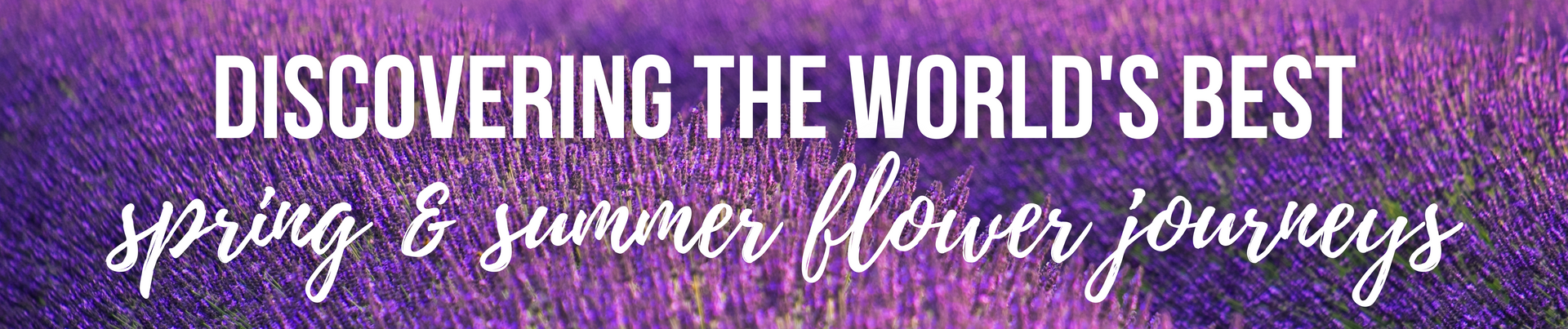 Discovering the World’s Best Spring & Summer Flower Journeys