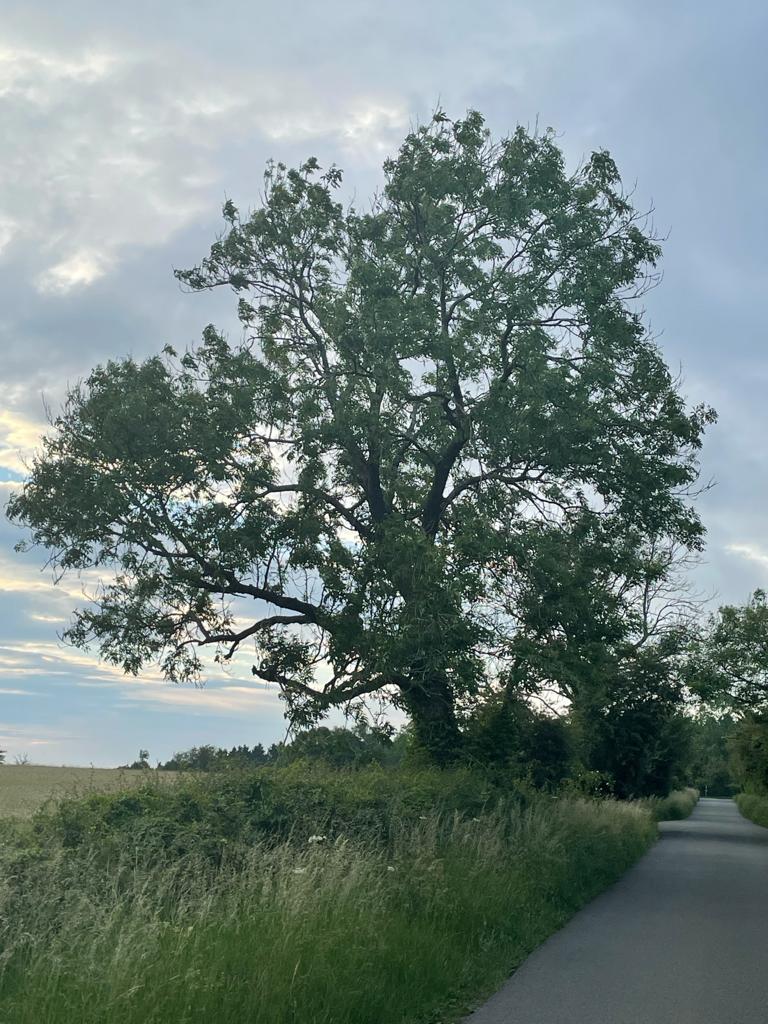 What is ash dieback? Is it preventable? Can I stop it?