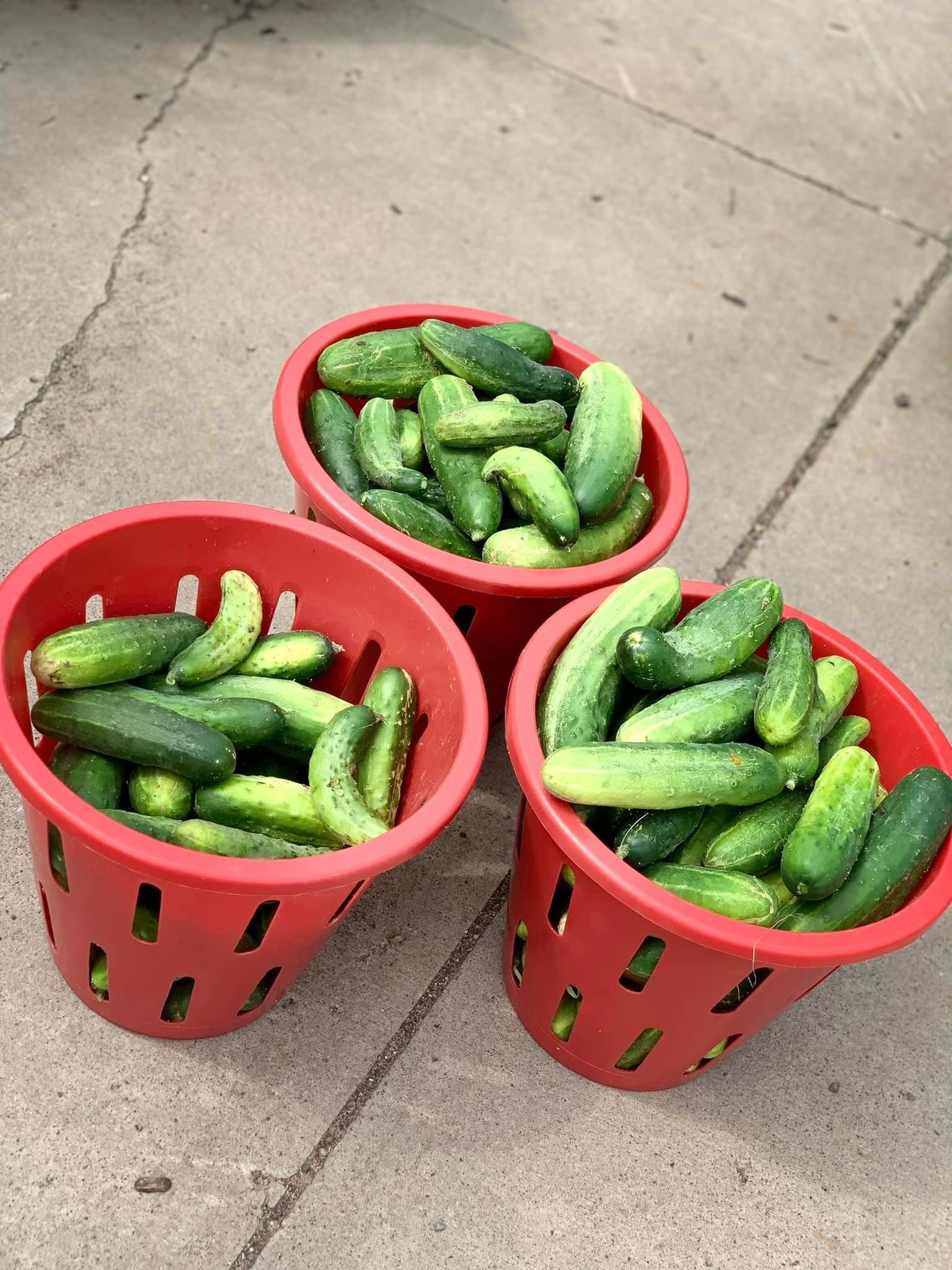 Gallery | Nick's Plants and Produce