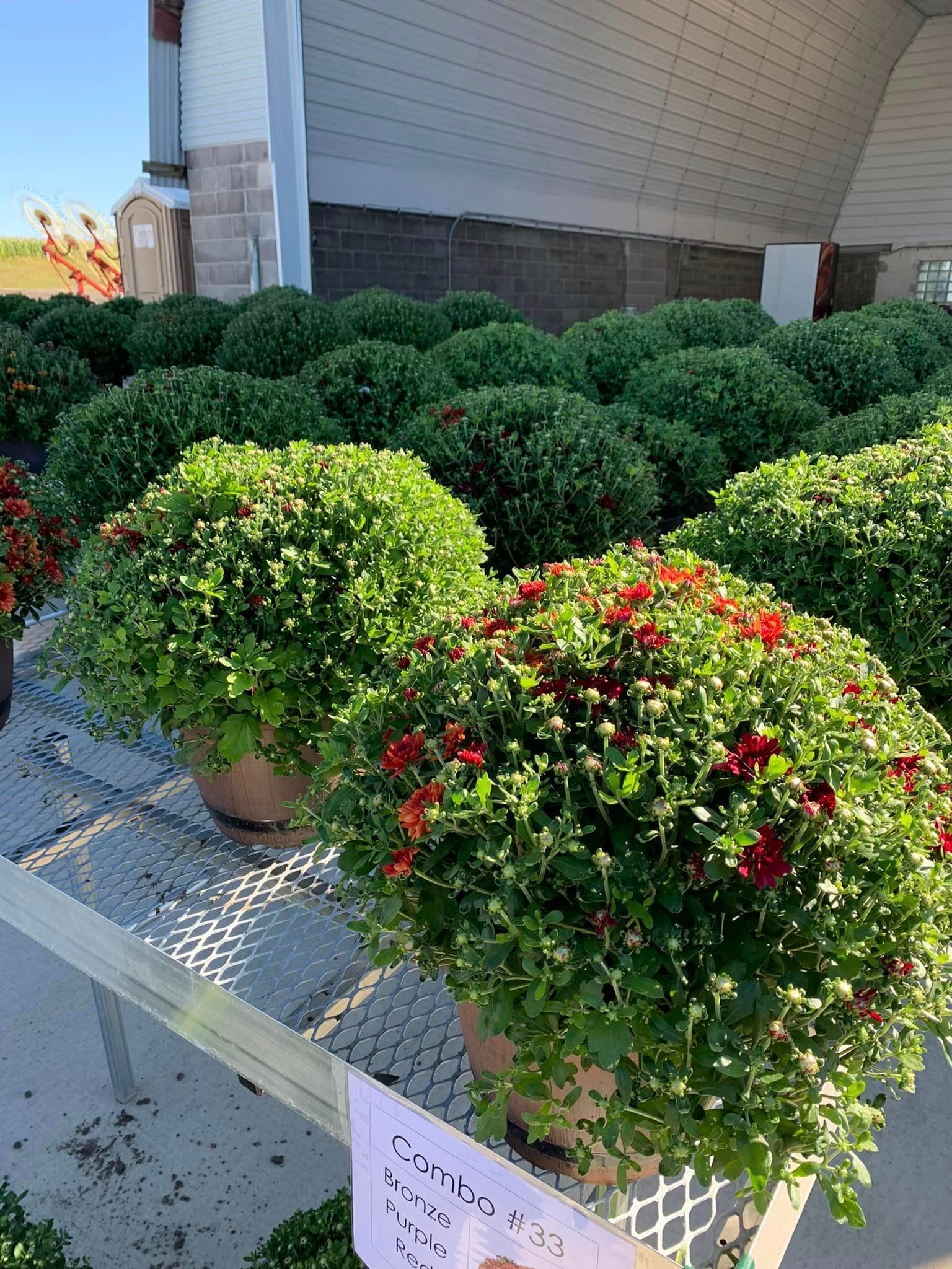 Gallery | Nick's Plants and Produce