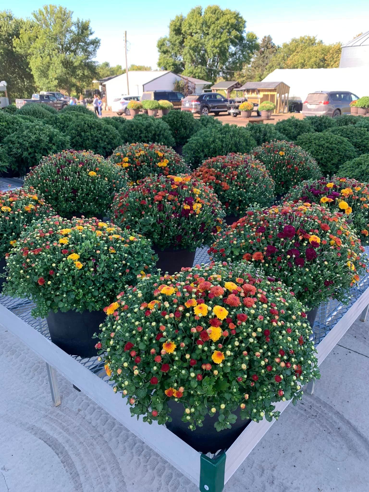 Gallery | Nick's Plants and Produce