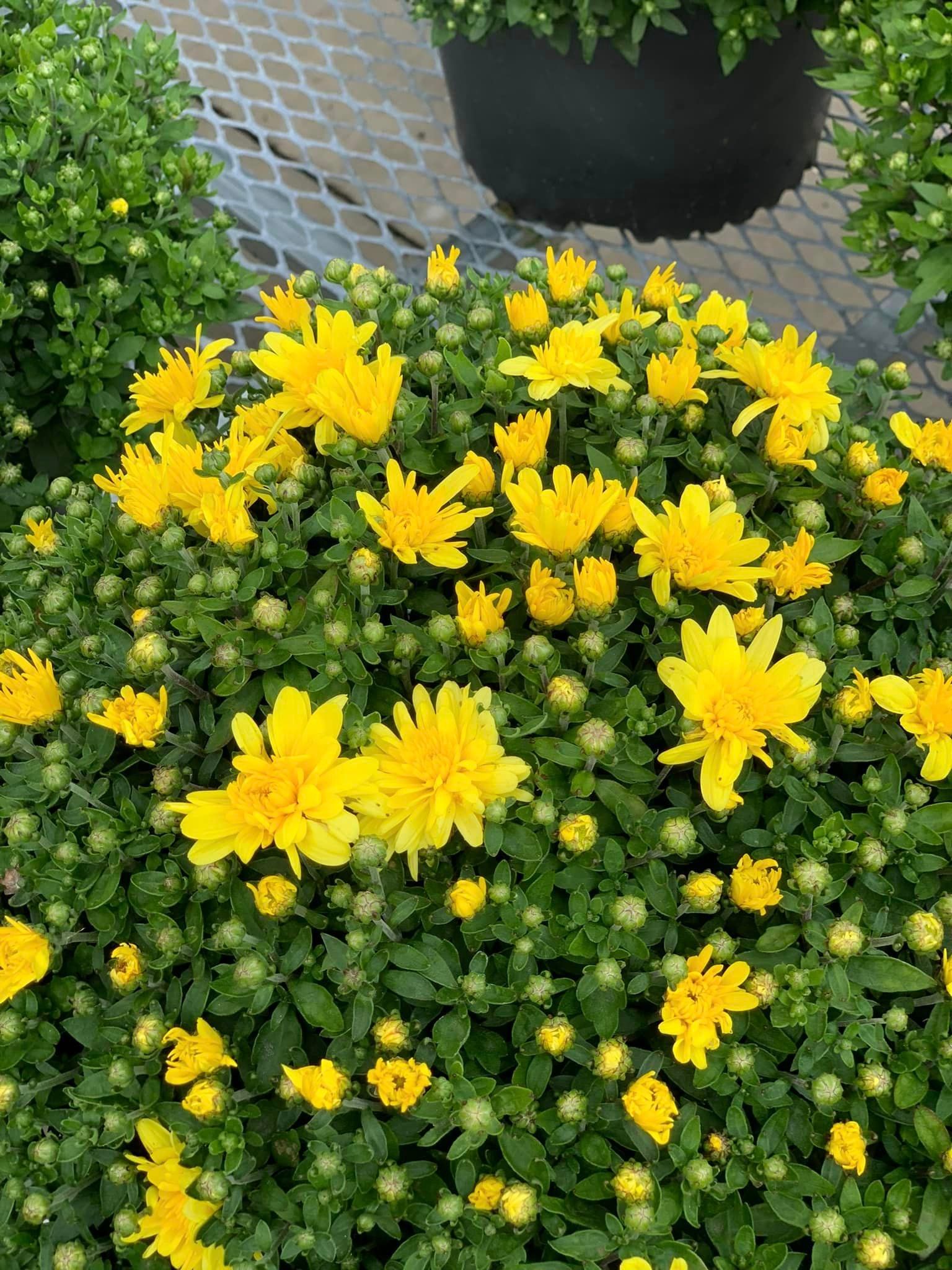 Gallery | Nick's Plants and Produce