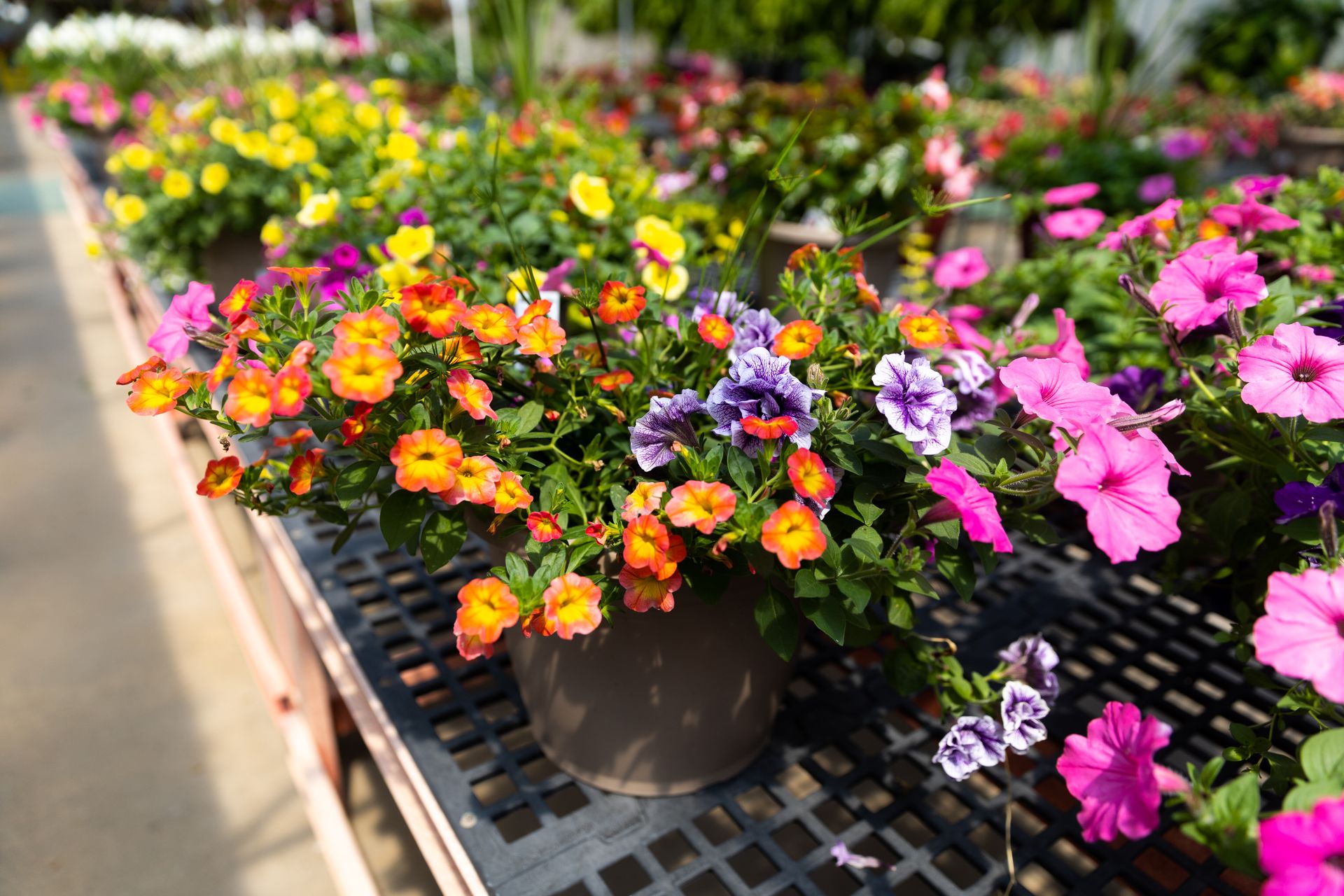 Sharum's Garden Center | Fort Smith, AR