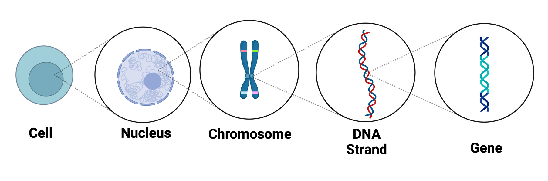 Science Snapshot - The Central Dogma: DNA, RNA, Protein