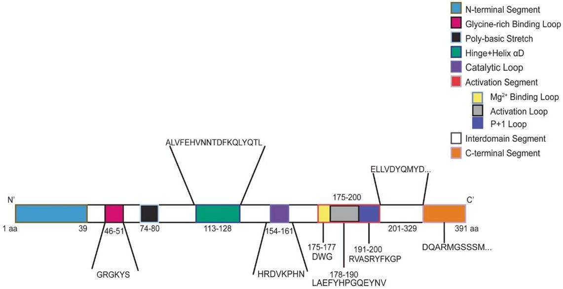 Research Explained: OCNDS Core Features & Loop-Region Mutations