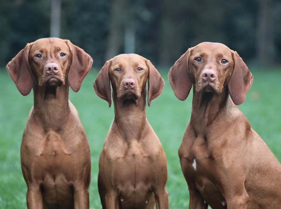 Moonlight Vizslas | Preservation Breeder