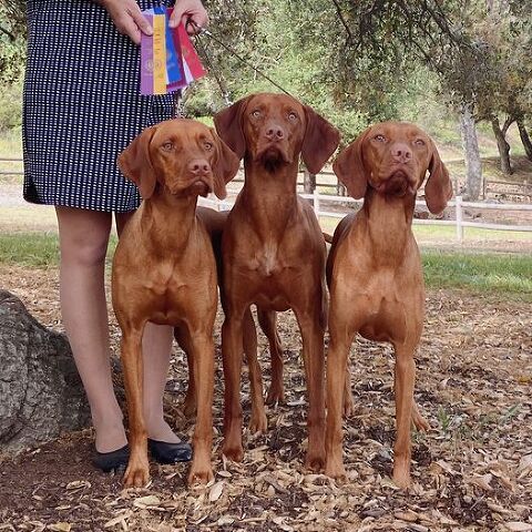 Moonlight Vizslas | Preservation Breeder