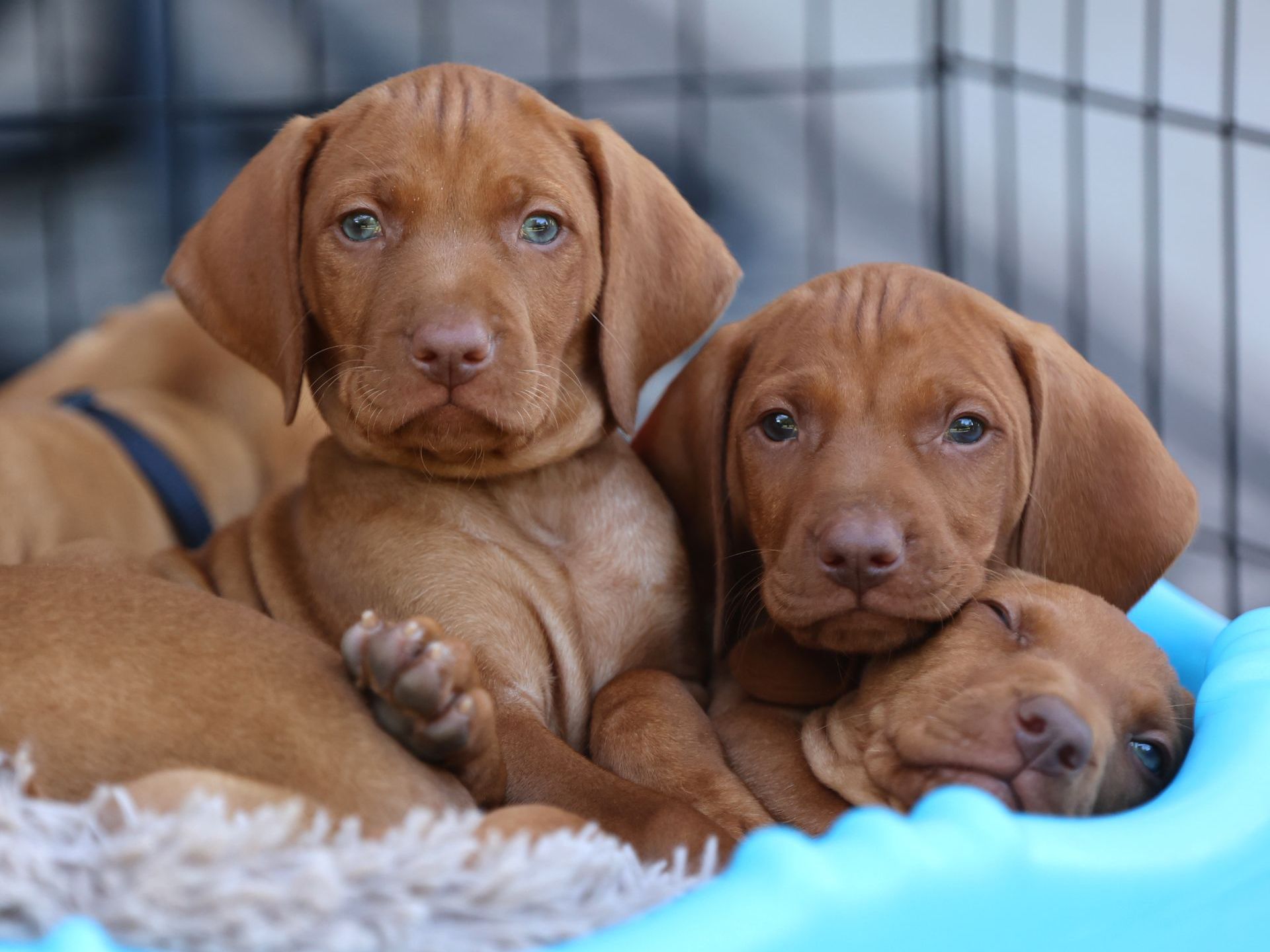 Available Vizsla Puppies | Moonlight Vizslas