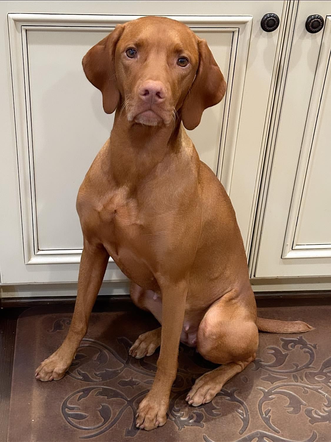 Our Girls | Moonlight Vizslas