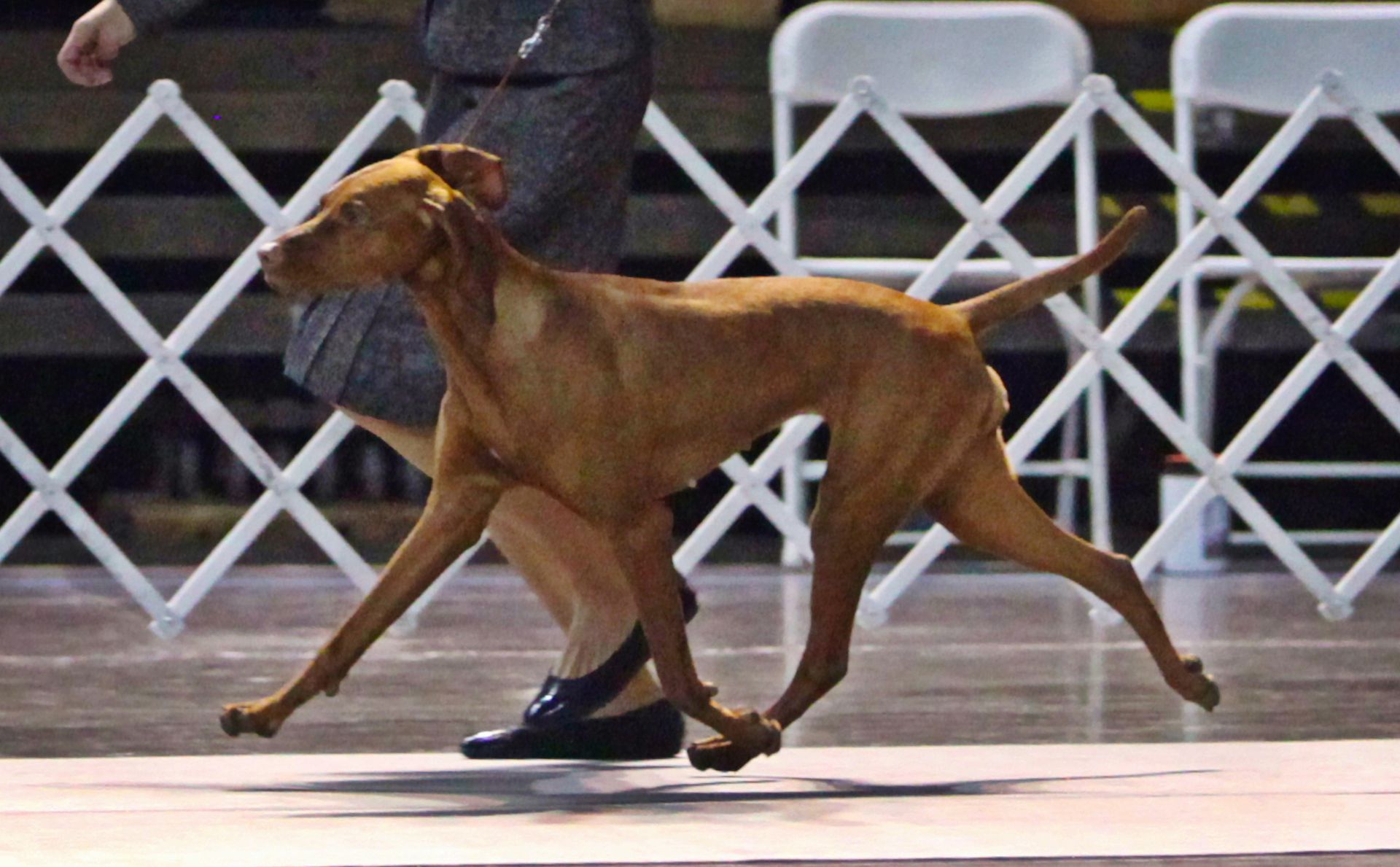 Our Girls | Moonlight Vizslas