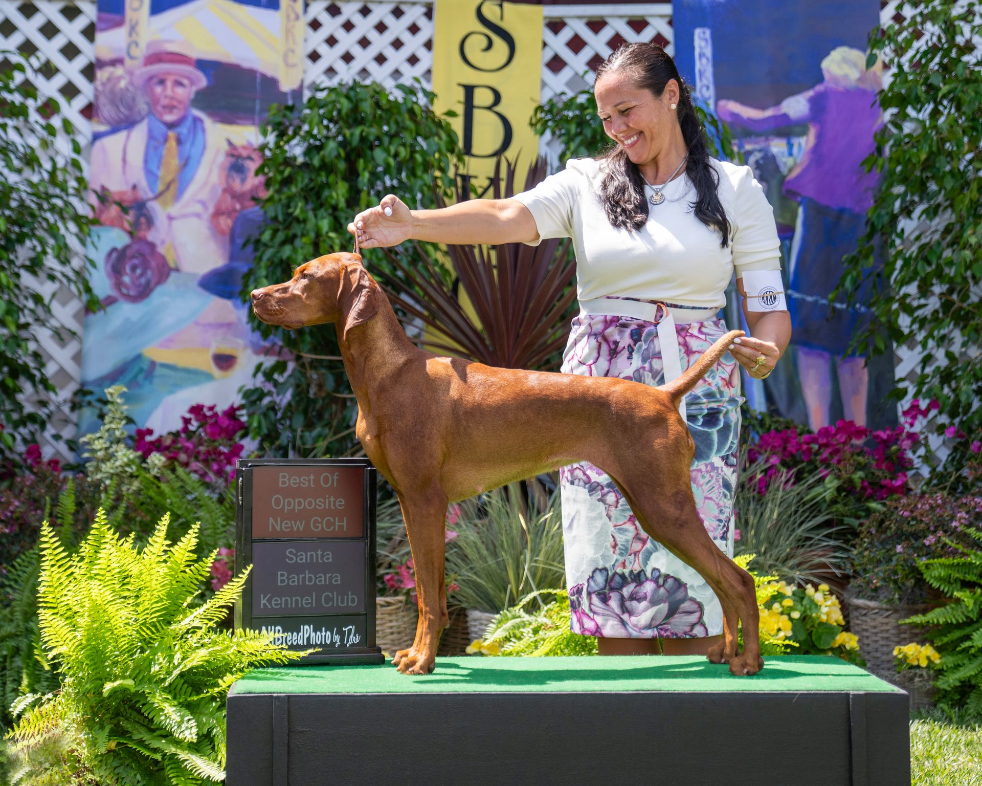 Our Girls | Moonlight Vizslas
