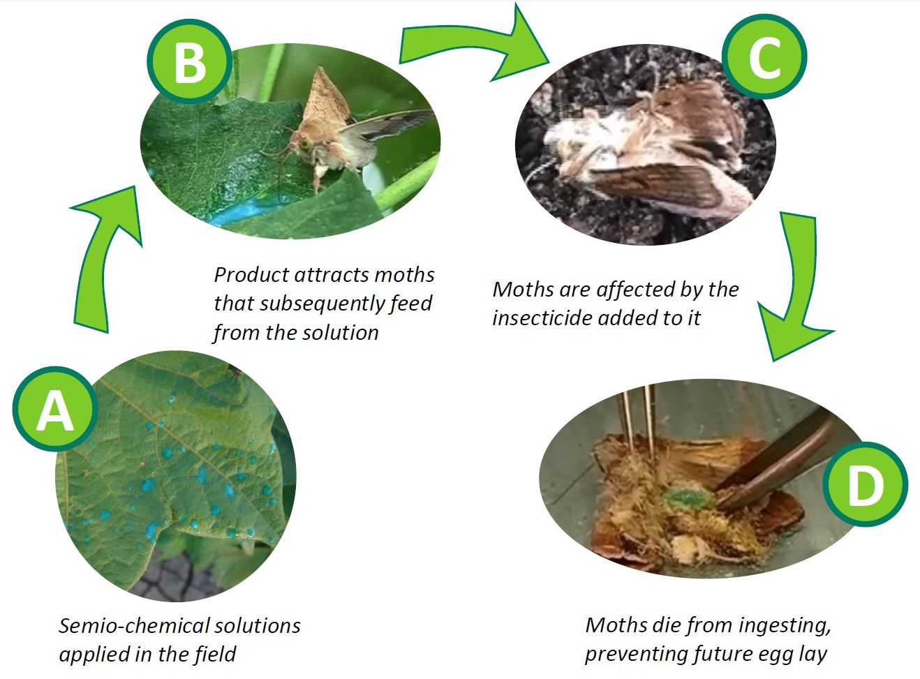 AgBiTech Global Innovation | Harnessing nature to control insect pests