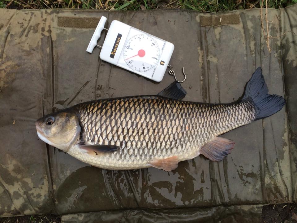 Kings Weir Fishery
