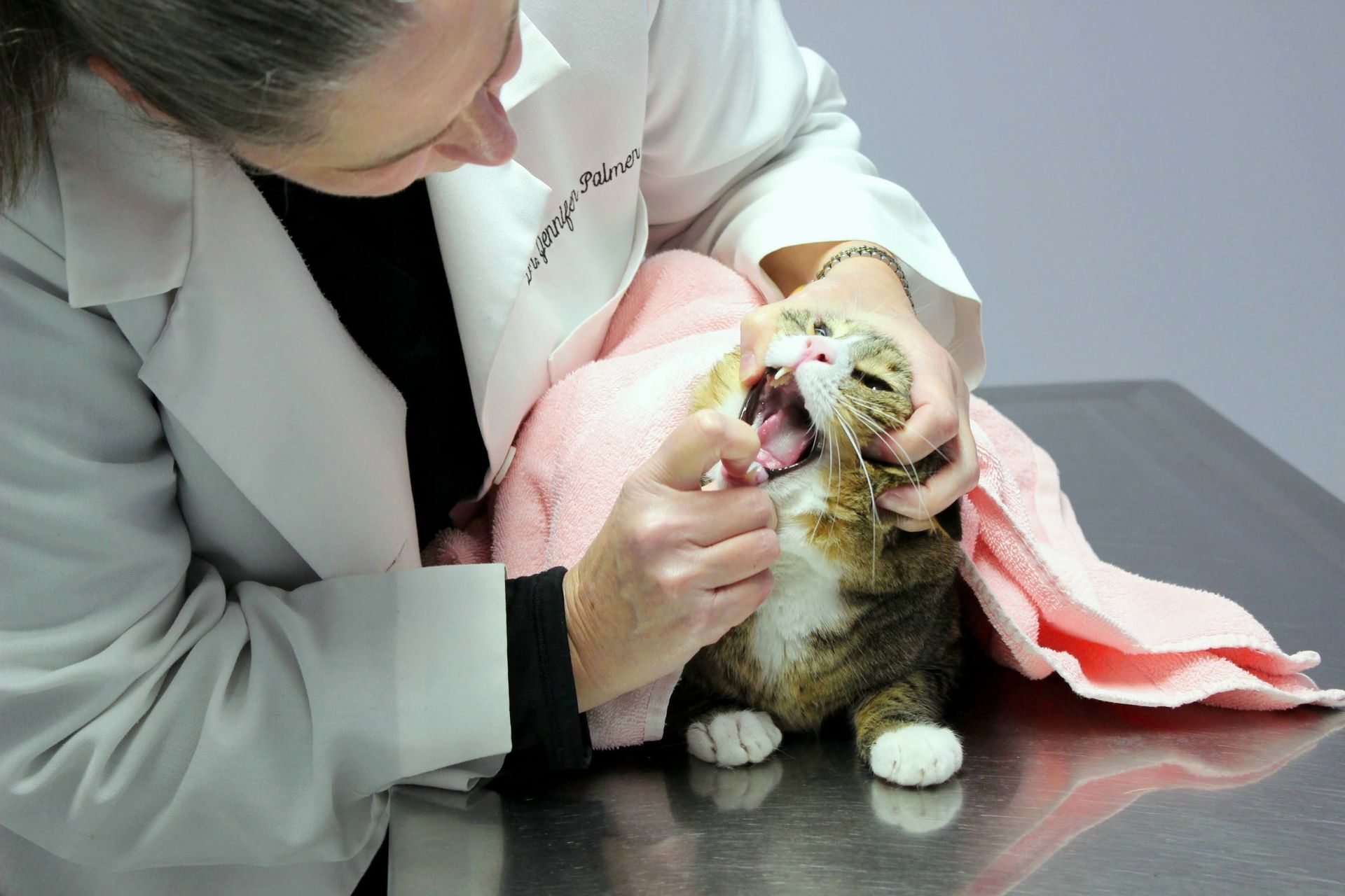 Vet Clinic – Canton, GA – Acres Mill Veterinary Clinic