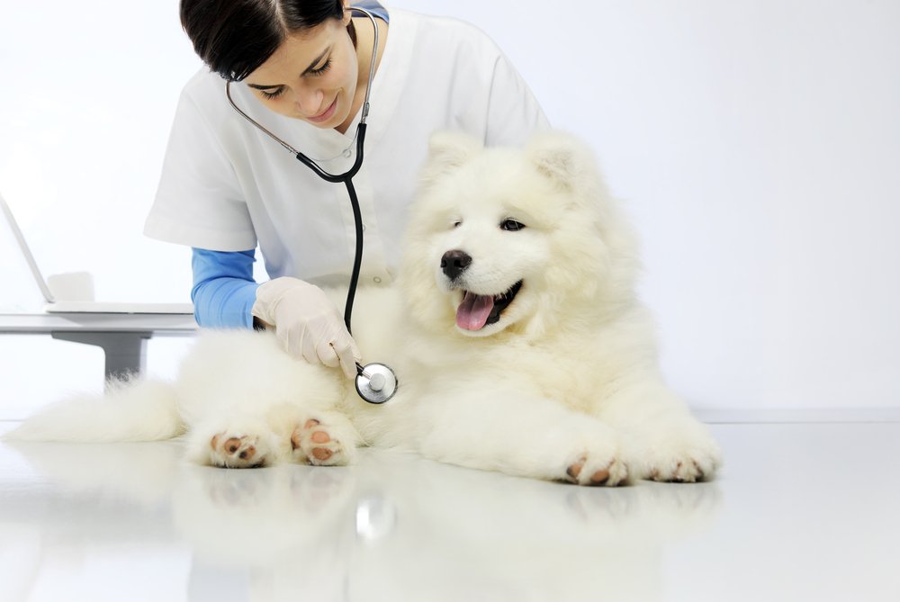 Vet Appointment Shellharbour | Shellharbour Veterinary Clinic