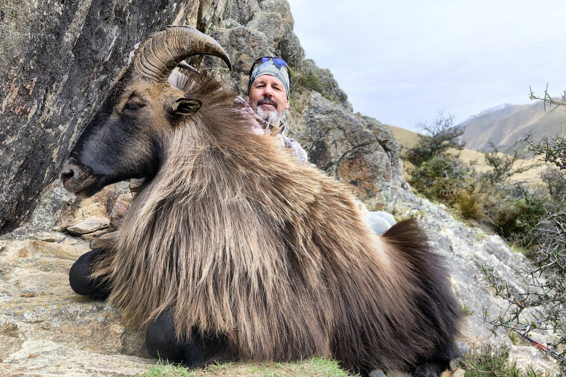 Hunt for Himalayan Tahr - Lochinvar Safaris New Zealand