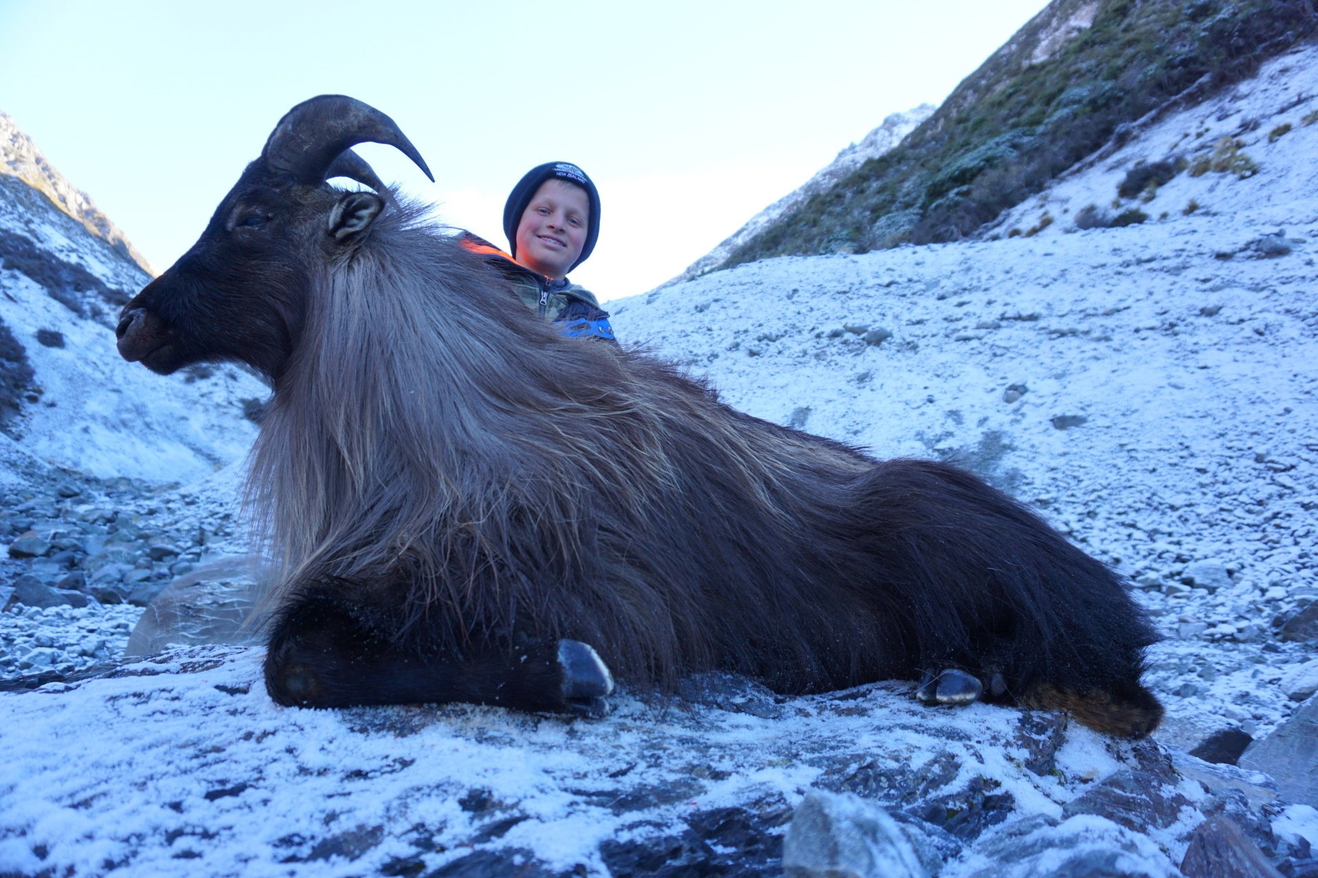Hunt for Himalayan Tahr - Lochinvar Safaris New Zealand
