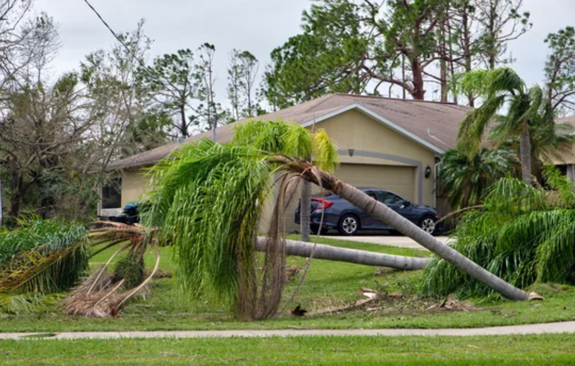 Palm Tree Removal | Charlies Tree Service LLC