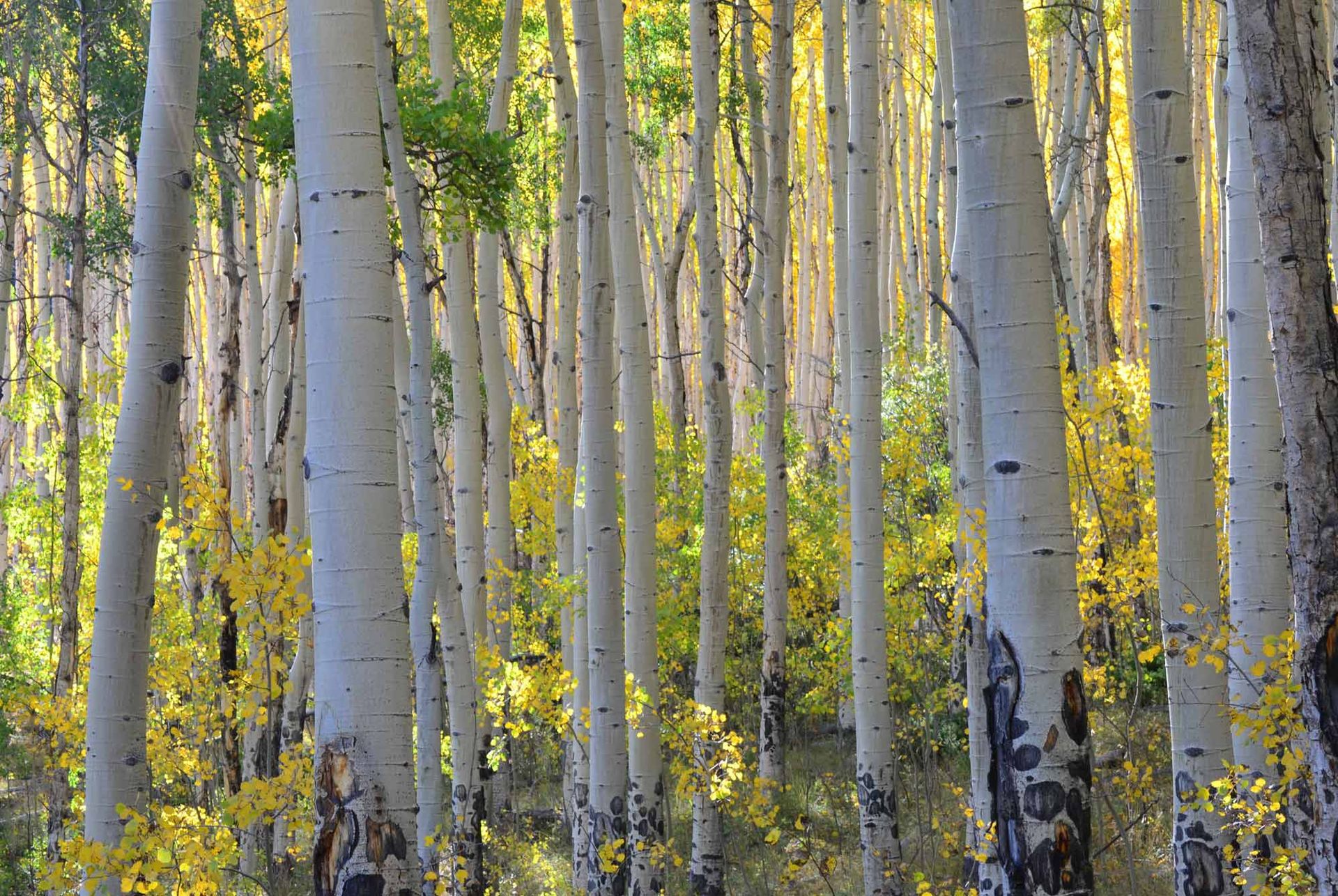 Cutting Trees For Forest Health - Visit Leadville Twin Lakes