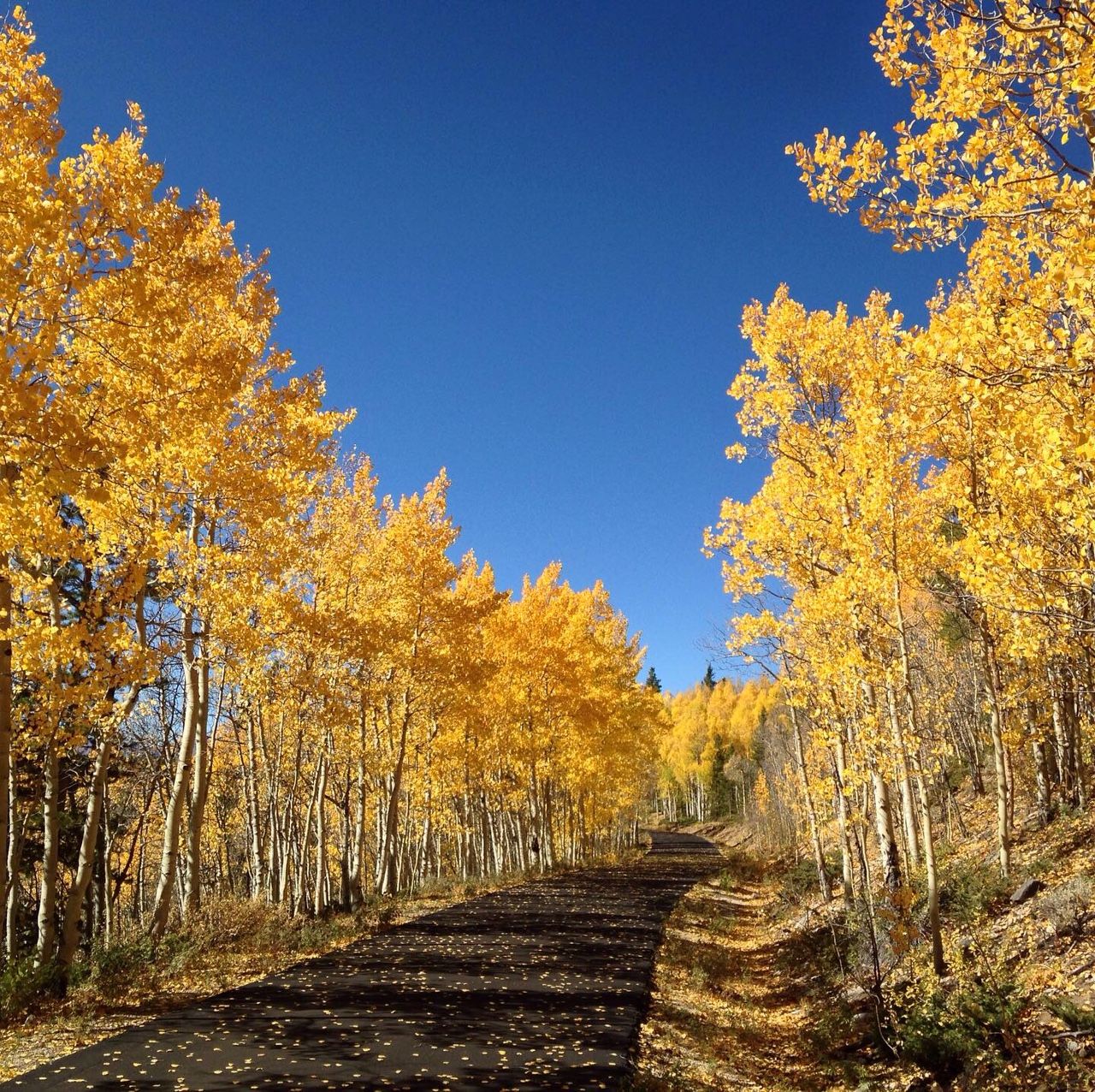 TOP 10 SPOTS FOR FALL COLORS NEAR LEADVILLE & TWIN LAKES