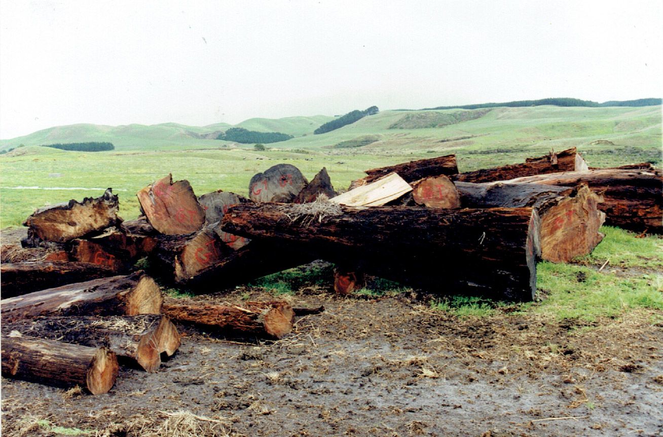 Native Timber Sales Enquiries | New Zealand