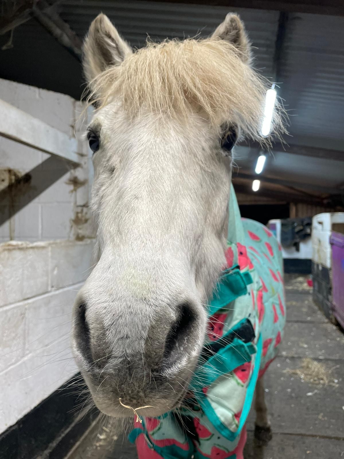 Horse riding school | The Holistic Horse & Pony Centre