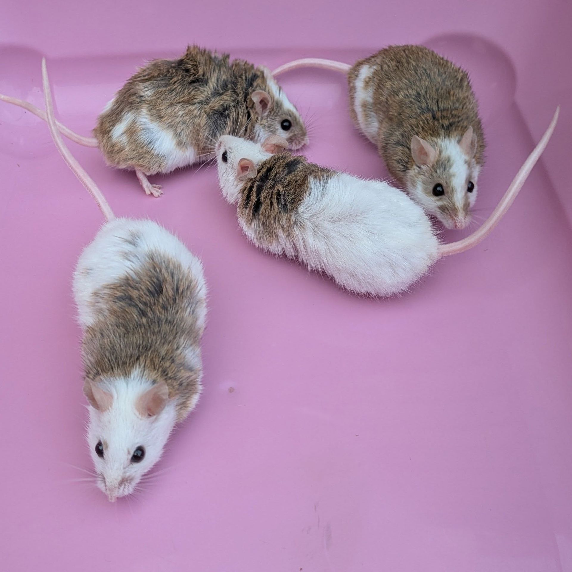 Animals looking for new homes