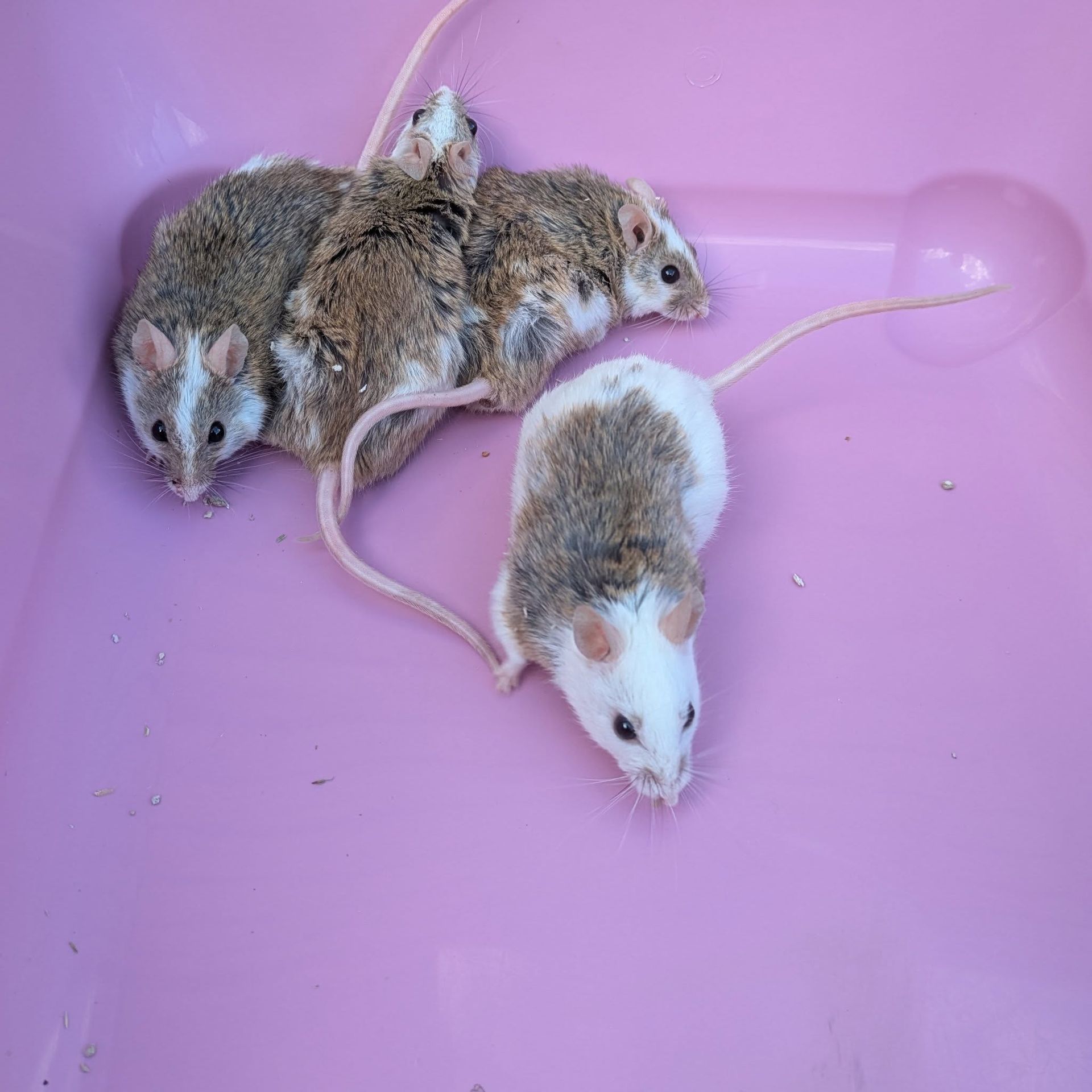 Animals looking for new homes