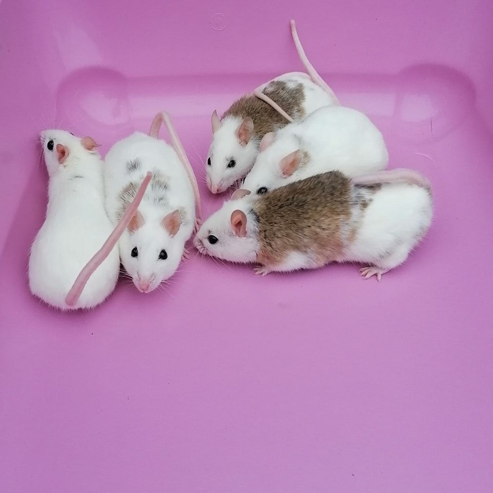 Animals looking for new homes