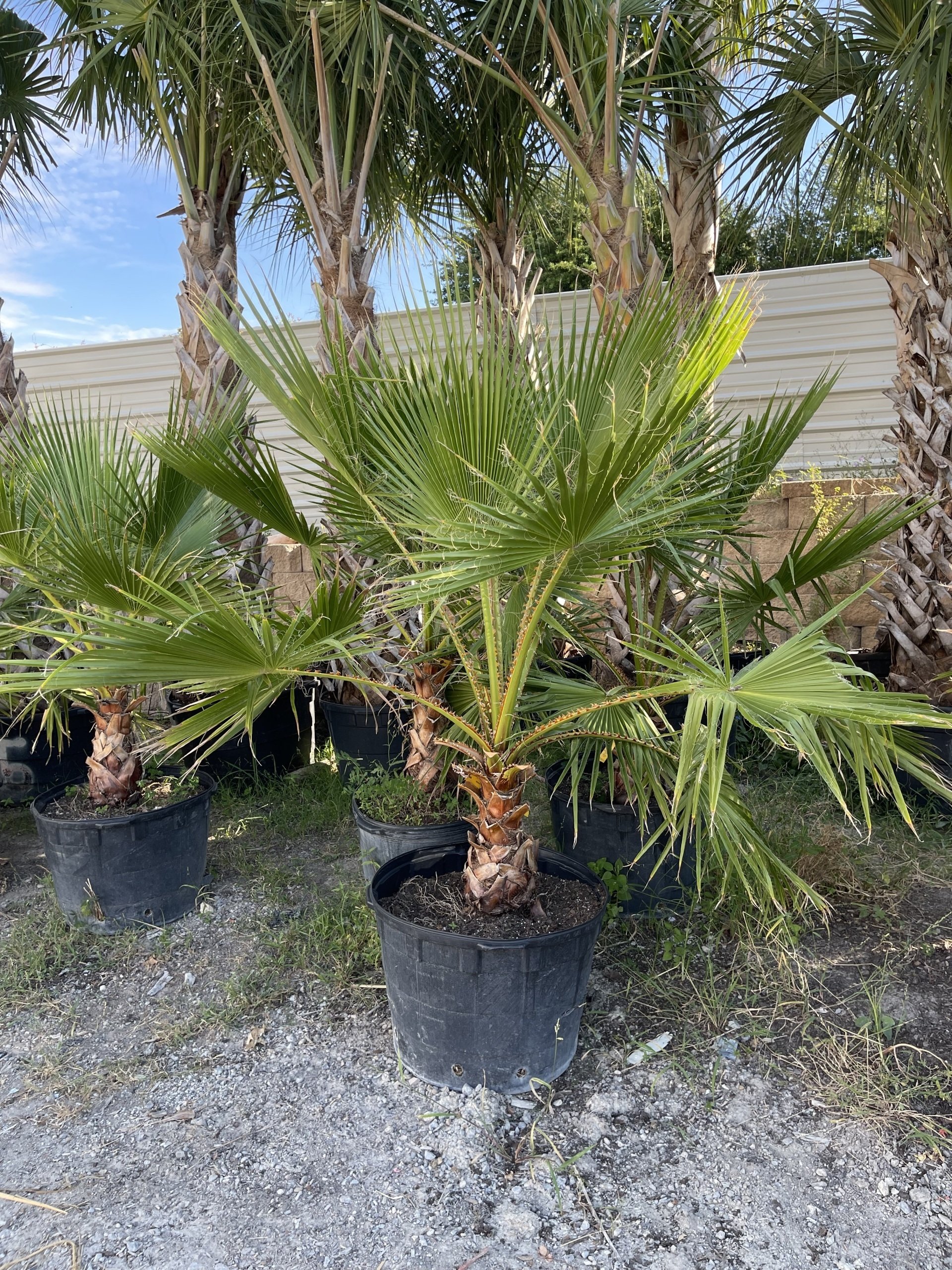 Landscaping | Dallas, TX | Texas Palm Trees and Irrigation LLC