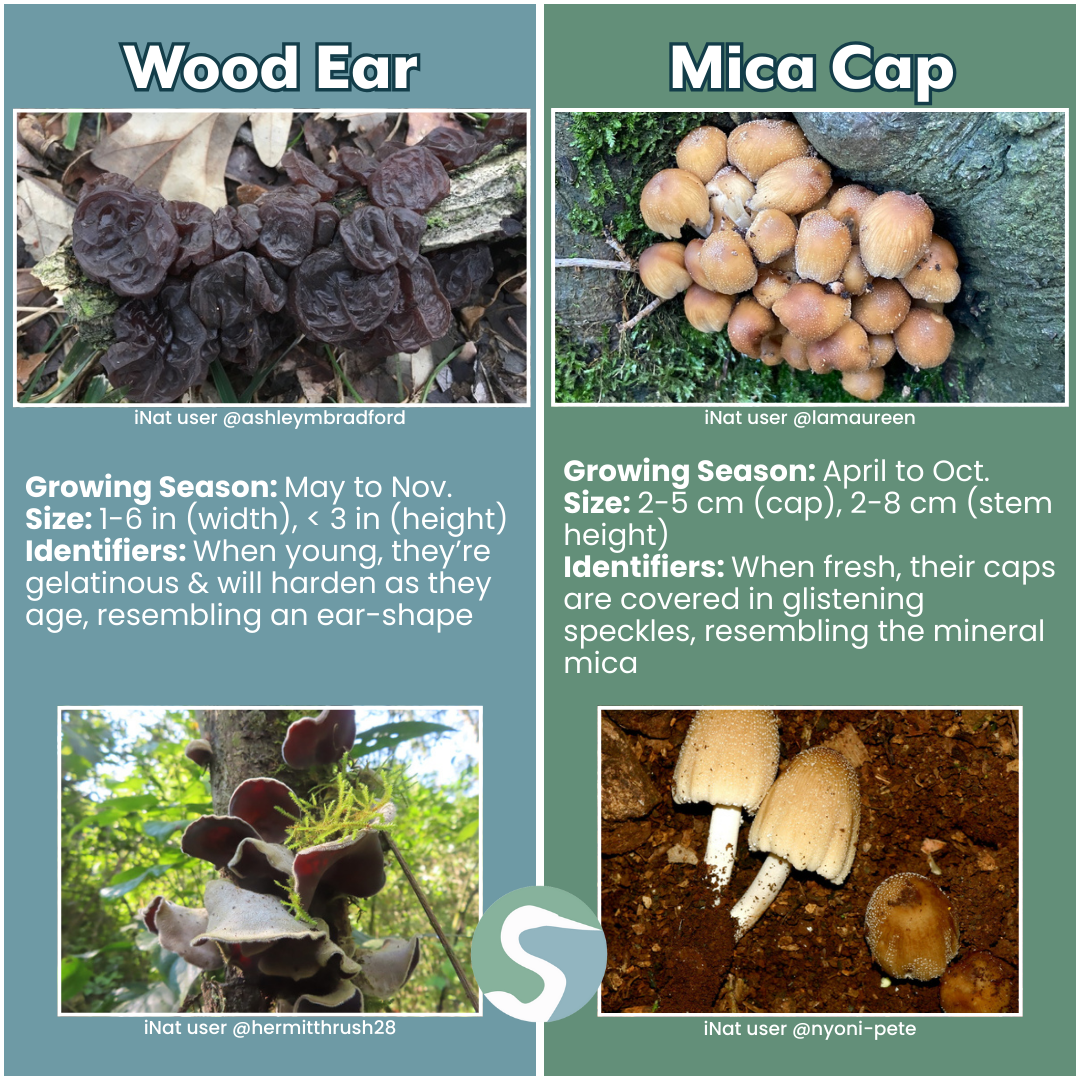 Forest Fungi at Severson Dells