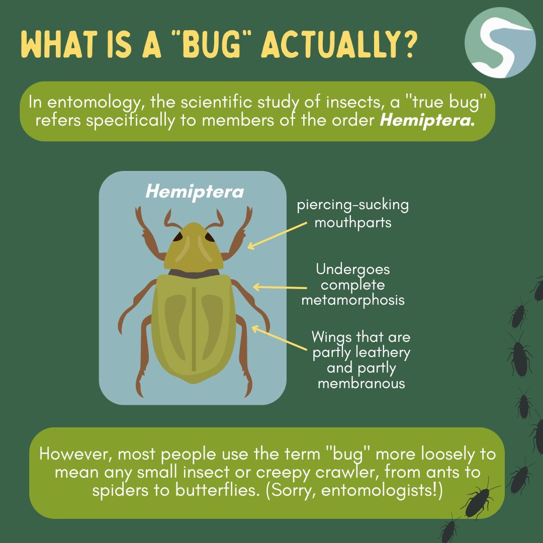 All About Bugs!