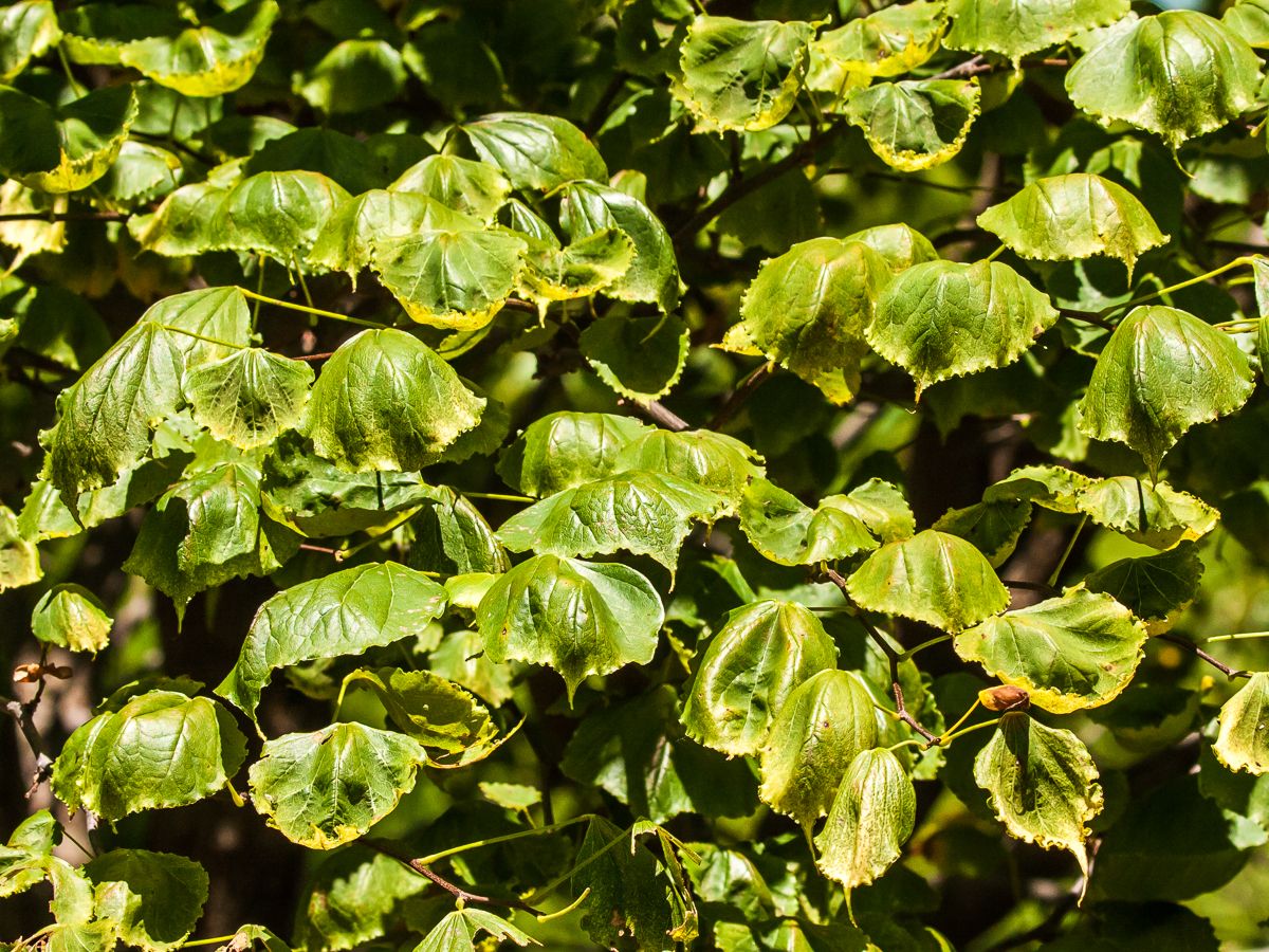 Herbicide Injuries in Our Natural Areas