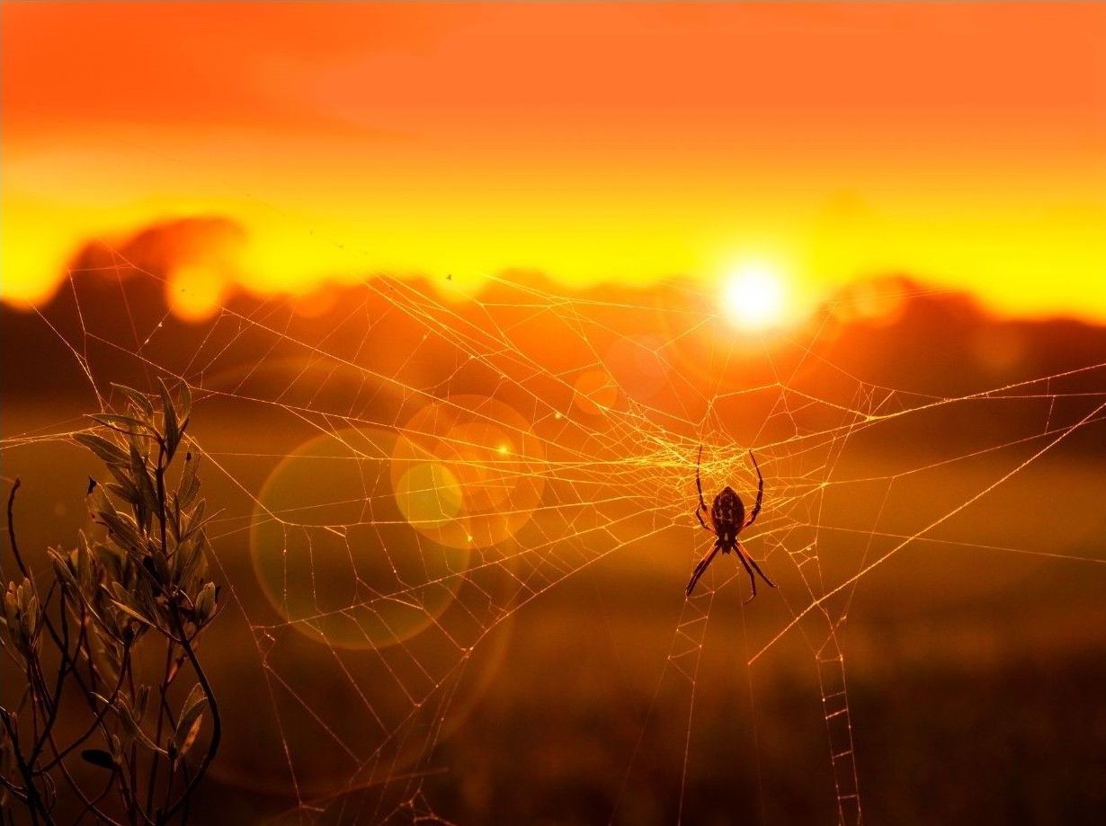 The Importance of Spiders