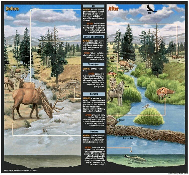 Wolves changed the River - Ensynox Organic Enzyme